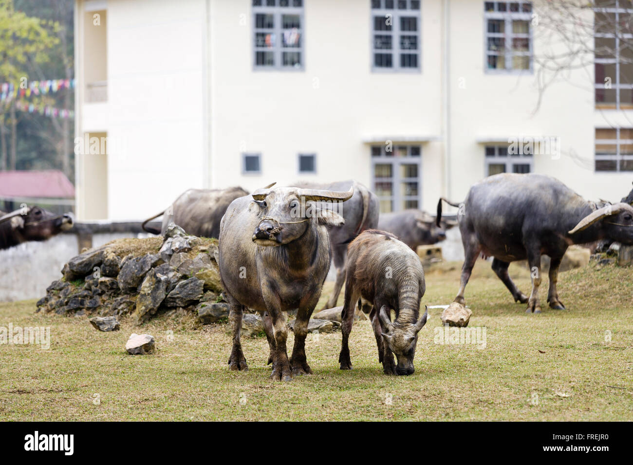 A Big buffalo at Cao Bang province, Vietnam Stock Photo - Alamy