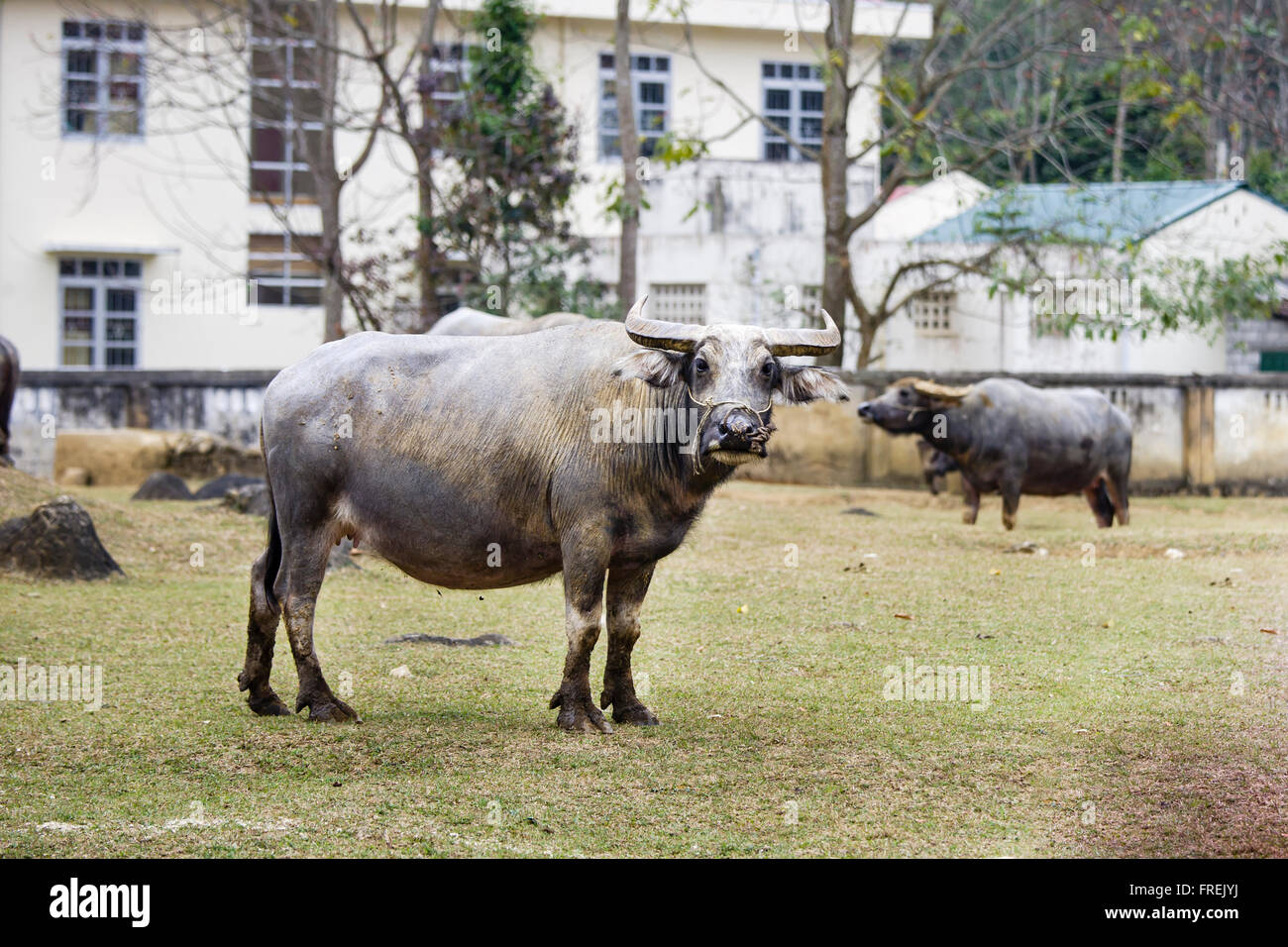 A Big buffalo at Cao Bang province, Vietnam Stock Photo - Alamy