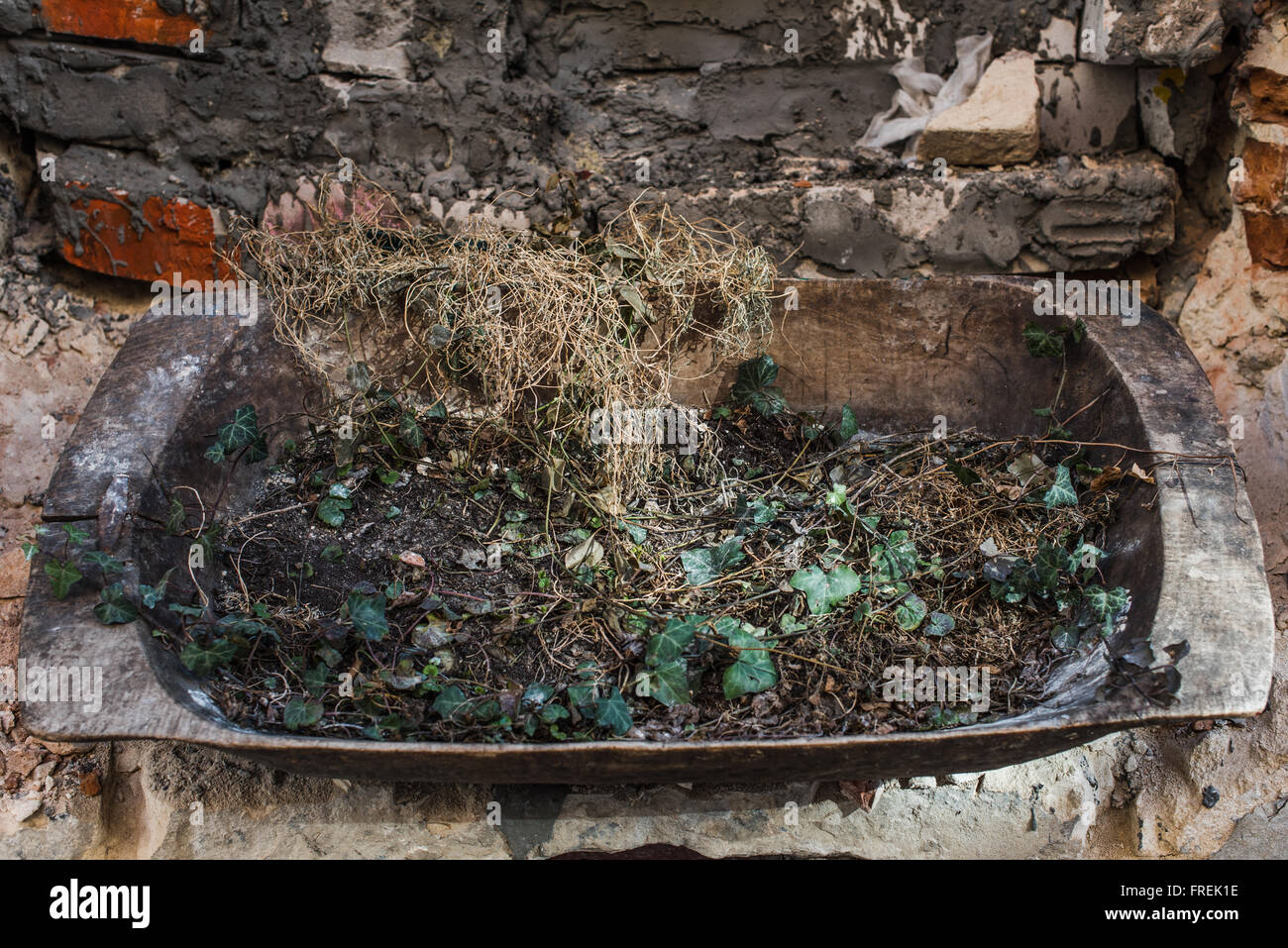 Old grey wall overgrovned with ivy and moss Stock Photo - Alamy
