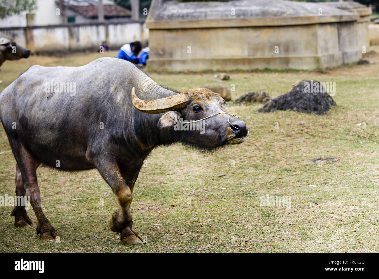A Big buffalo at Cao Bang province, Vietnam Stock Photo - Alamy