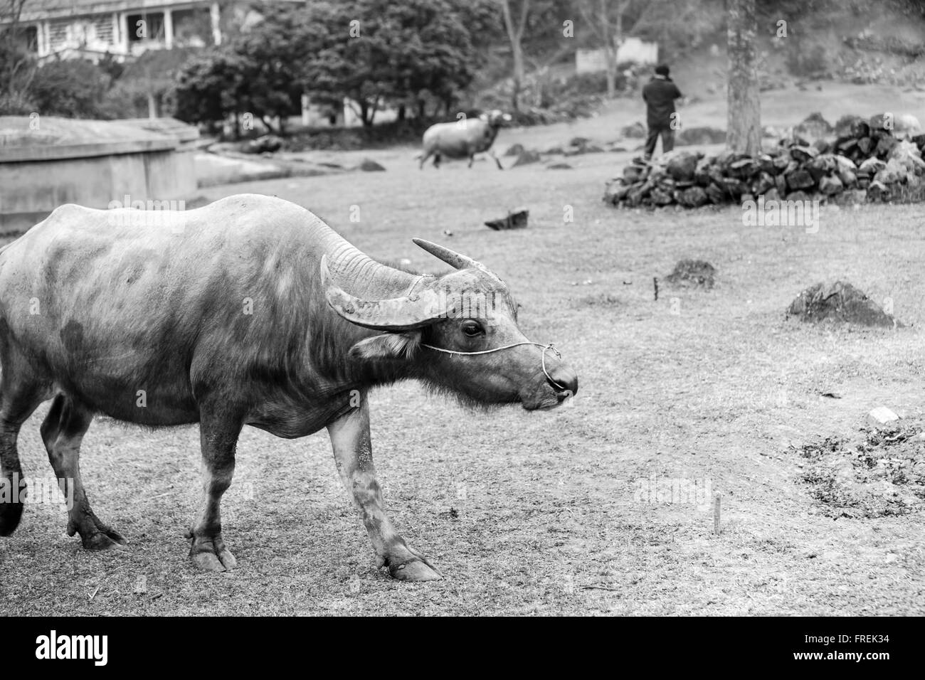 Water buffalo face Black and White Stock Photos & Images - Alamy