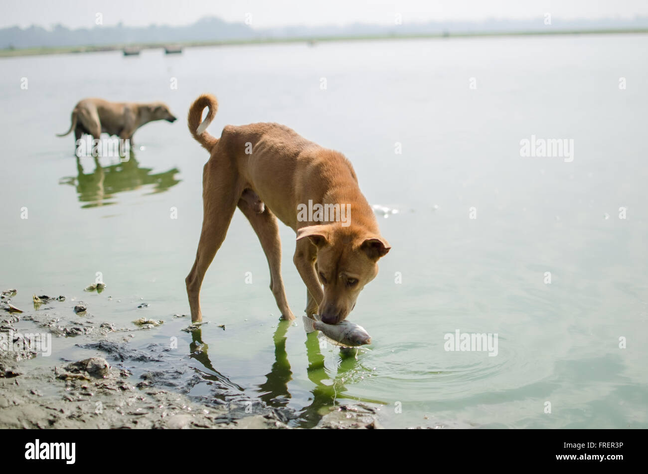 Dog fish hi-res stock photography and images - Alamy