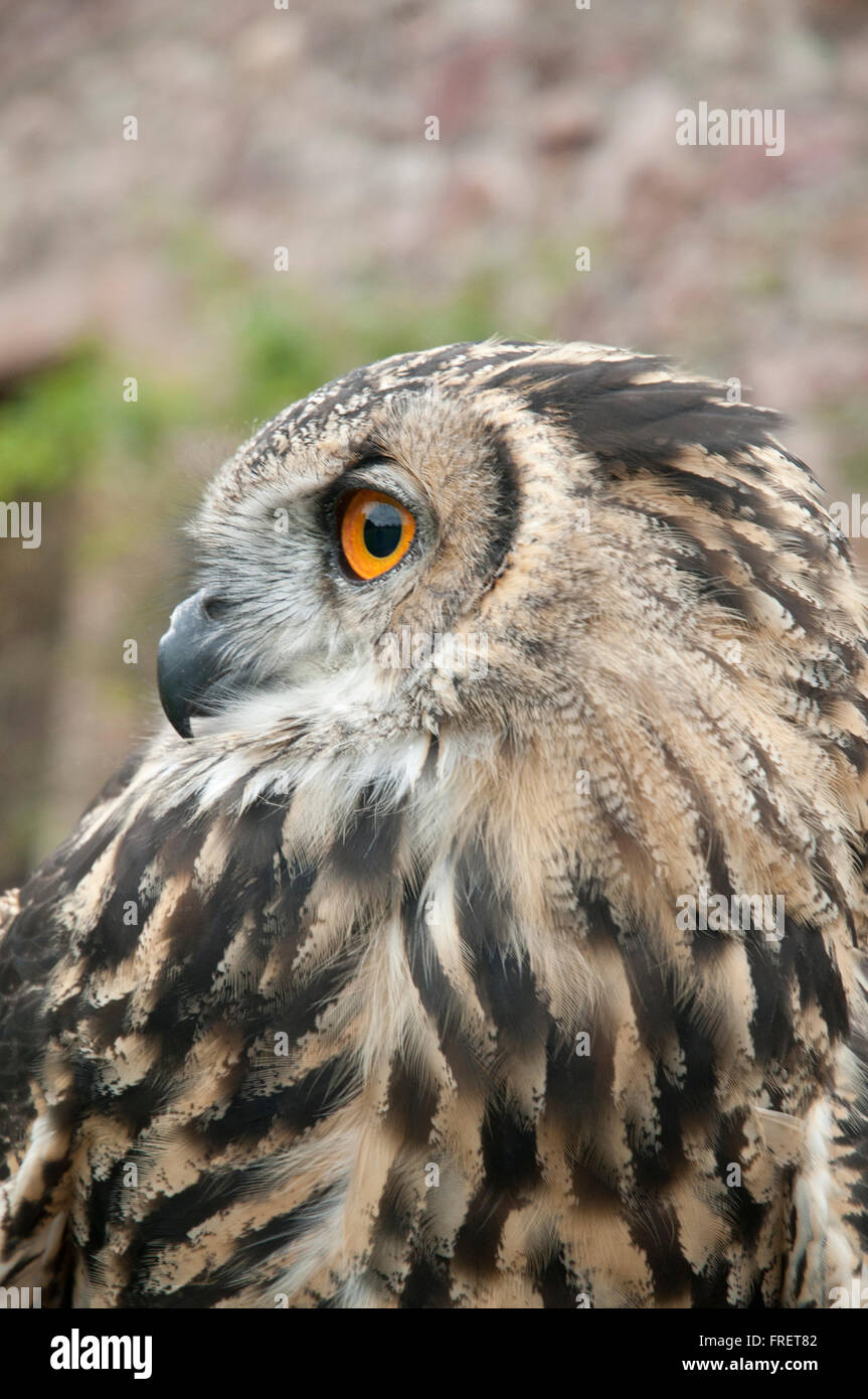 Birds of prey cumbria hi-res stock photography and images - Alamy