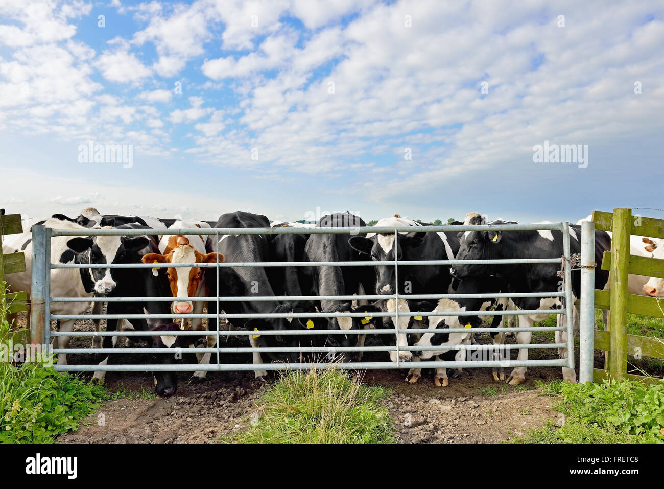 Livestock holstein dairy cattle feed hi-res stock photography and ...