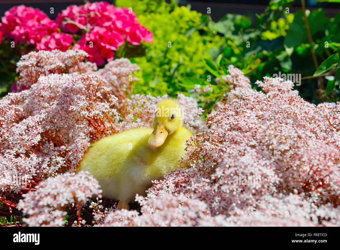 Duckling flowers hi-res stock photography and images - Alamy