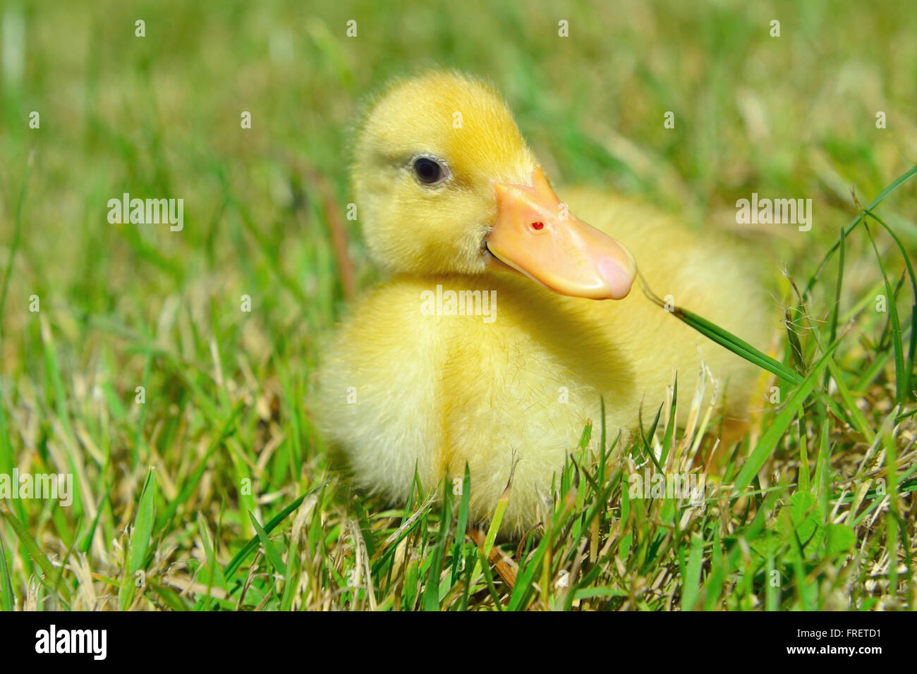 baby duck on summer grass Stock Photo - Alamy