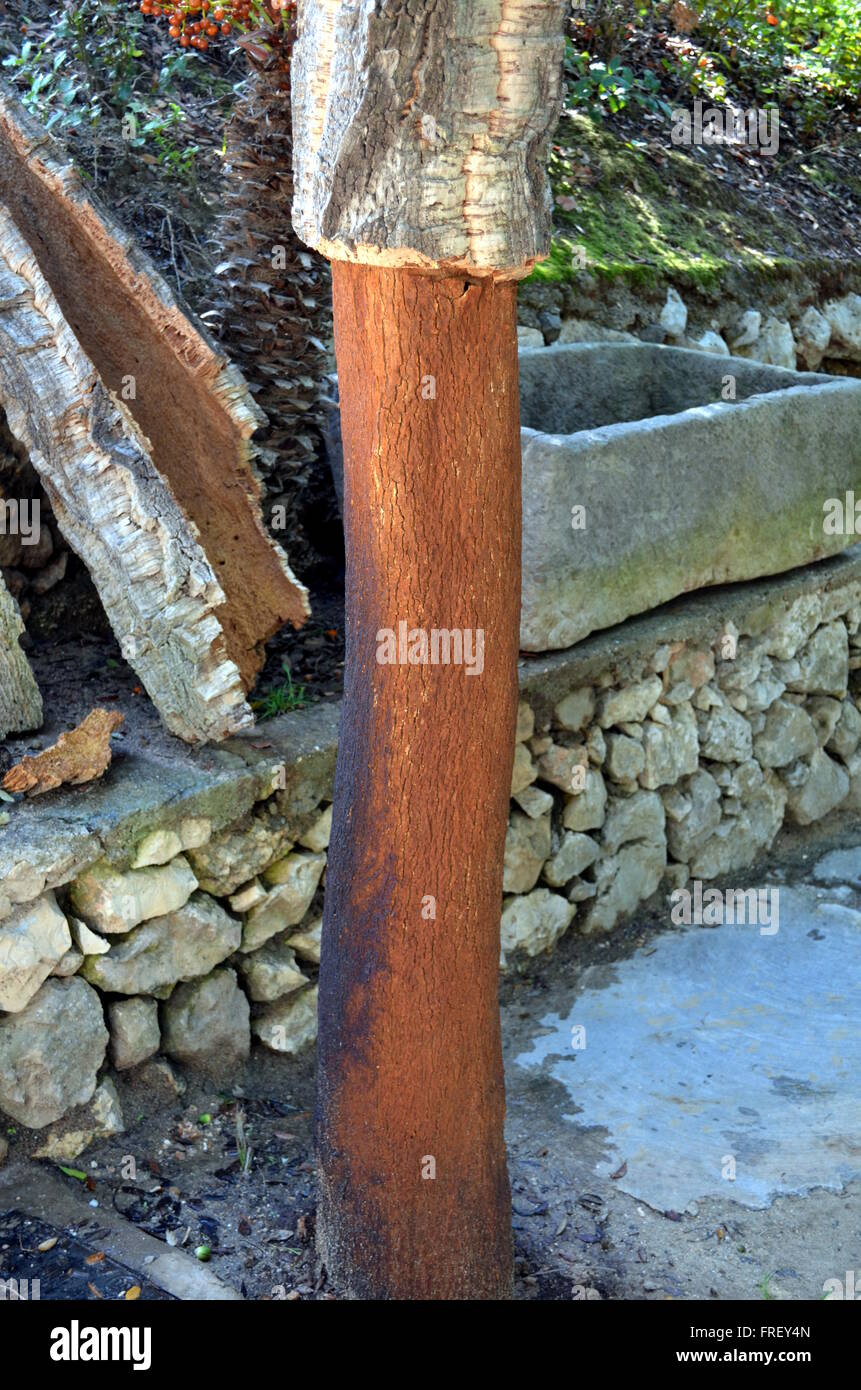 Agriculture axe bark cork hi-res stock photography and images - Alamy