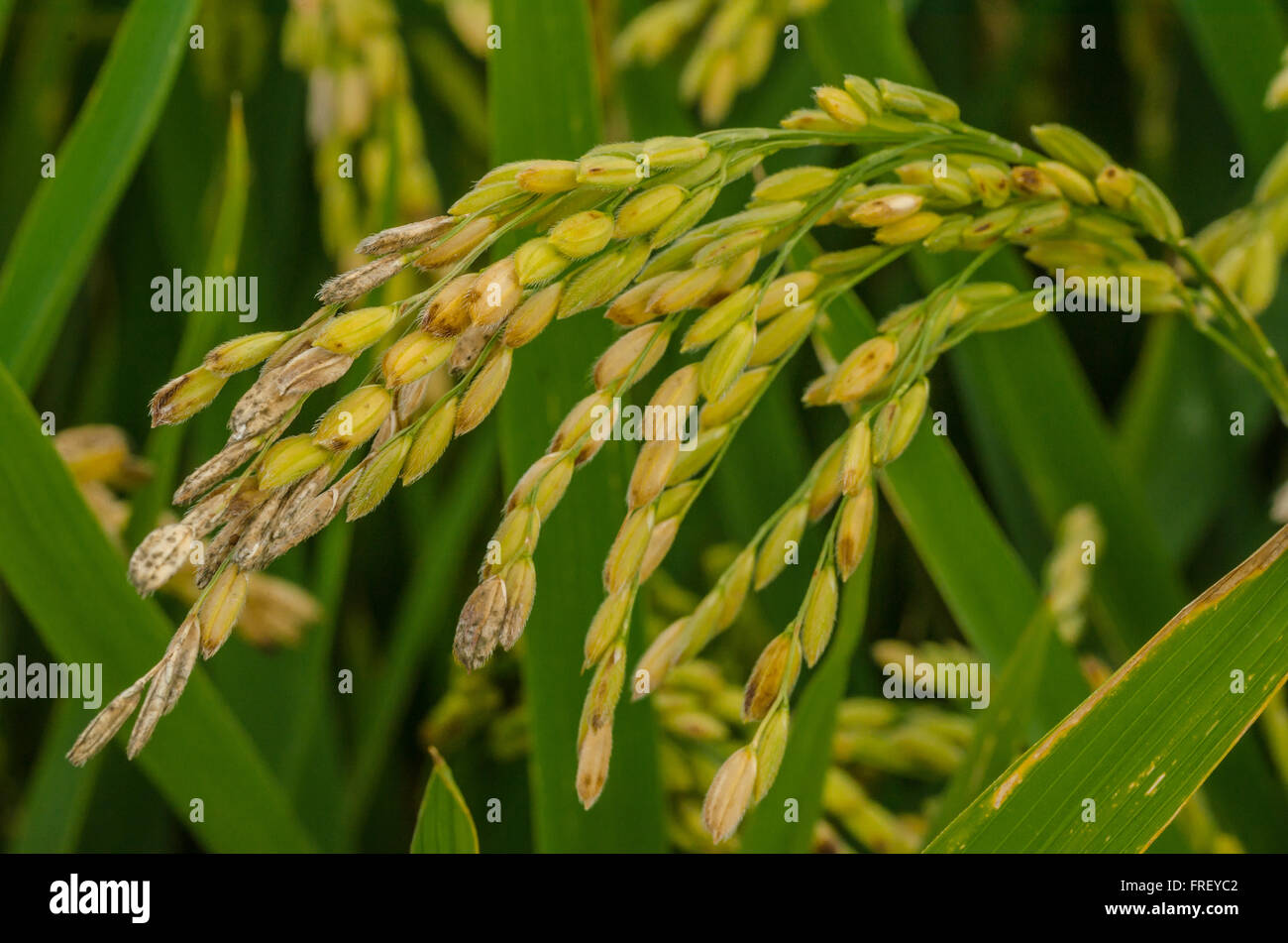 Close up paddy hi-res stock photography and images - Alamy