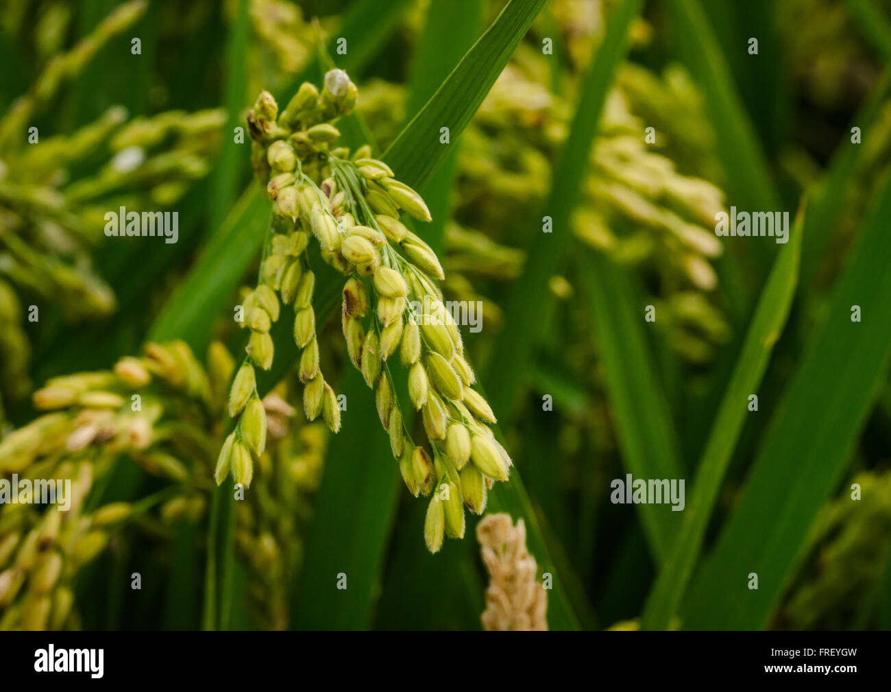 Close up paddy Stock Photo - Alamy