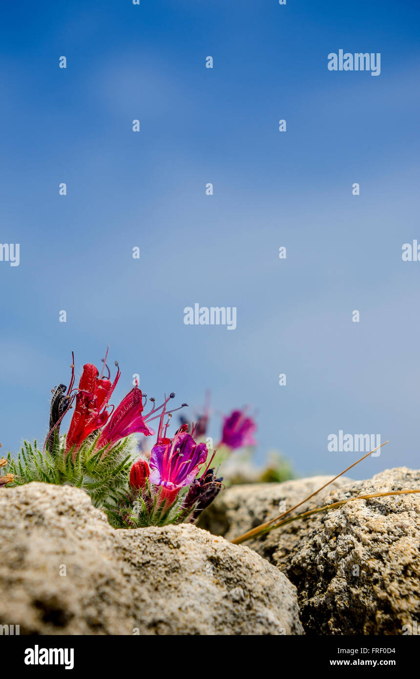 Cyprus flora hi-res stock photography and images - Alamy