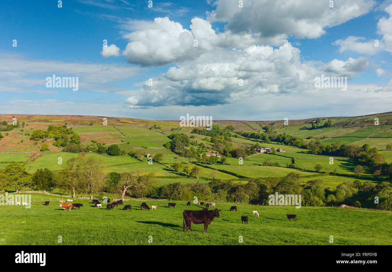 Very lush green fields hi-res stock photography and images - Alamy