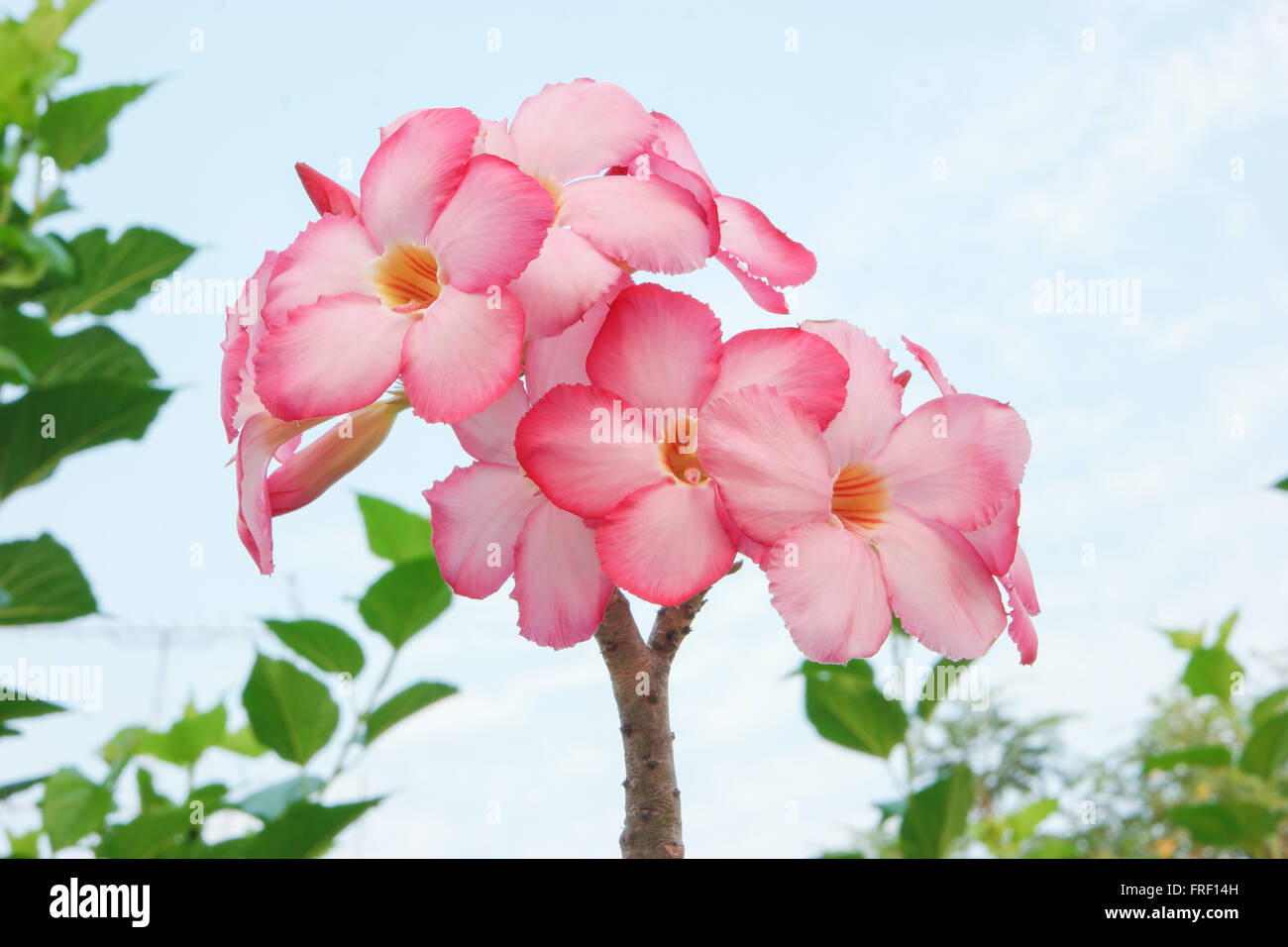 Red adenium flowers hi-res stock photography and images - Alamy