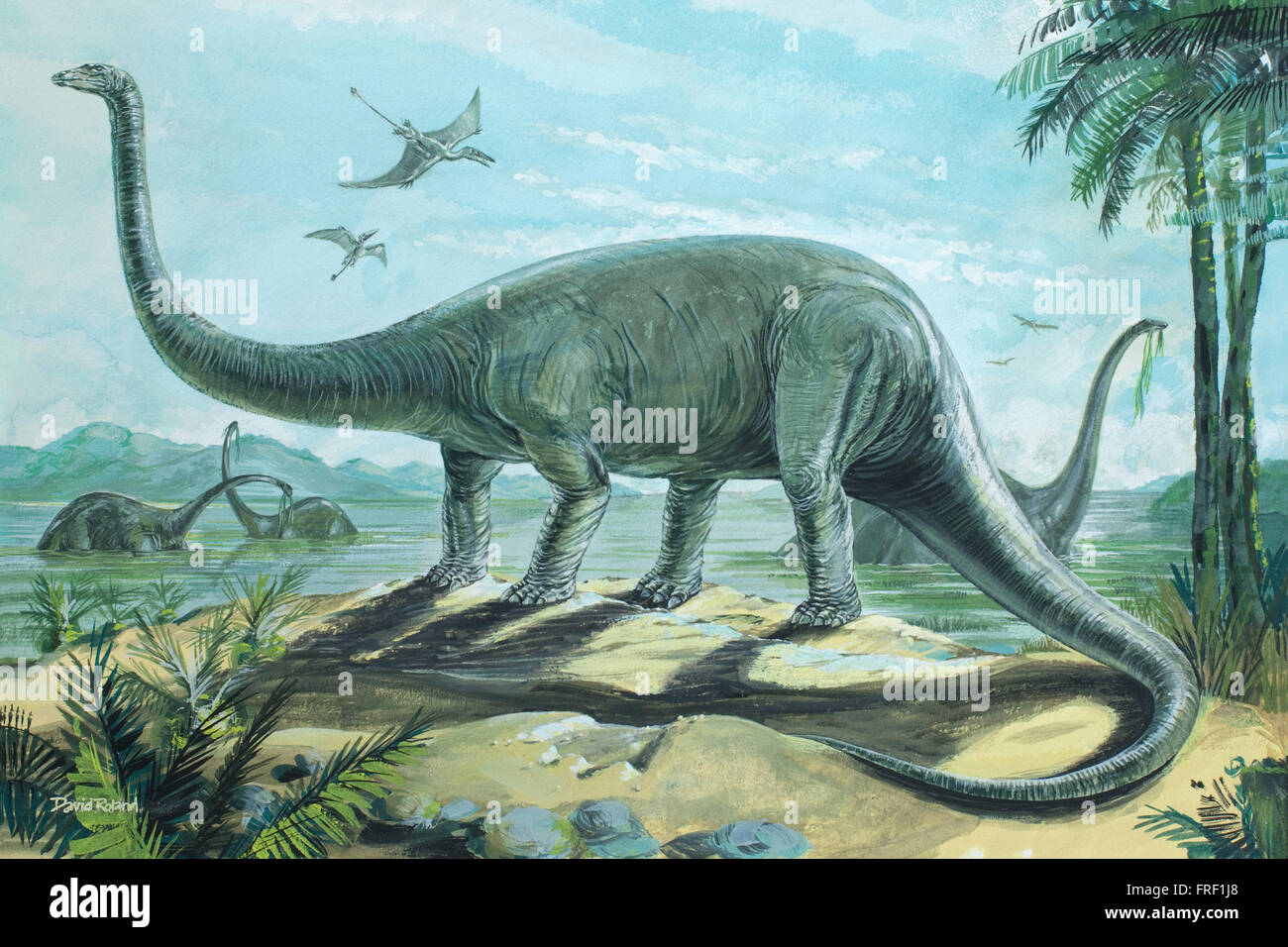 Dinosaurs diplodocus hi-res stock photography and images - Alamy