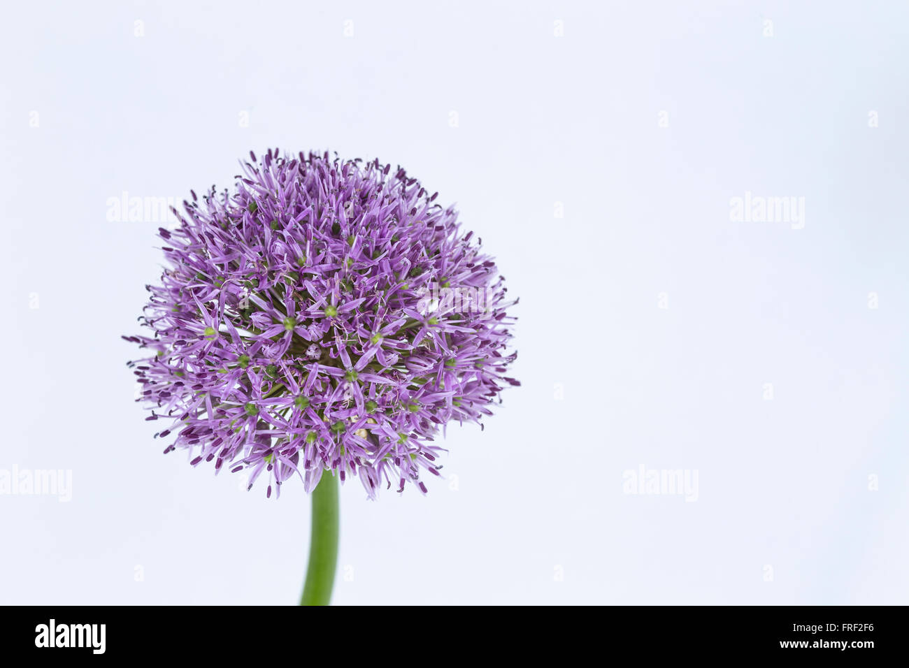 Single Flower of Allium Stock Photo - Alamy