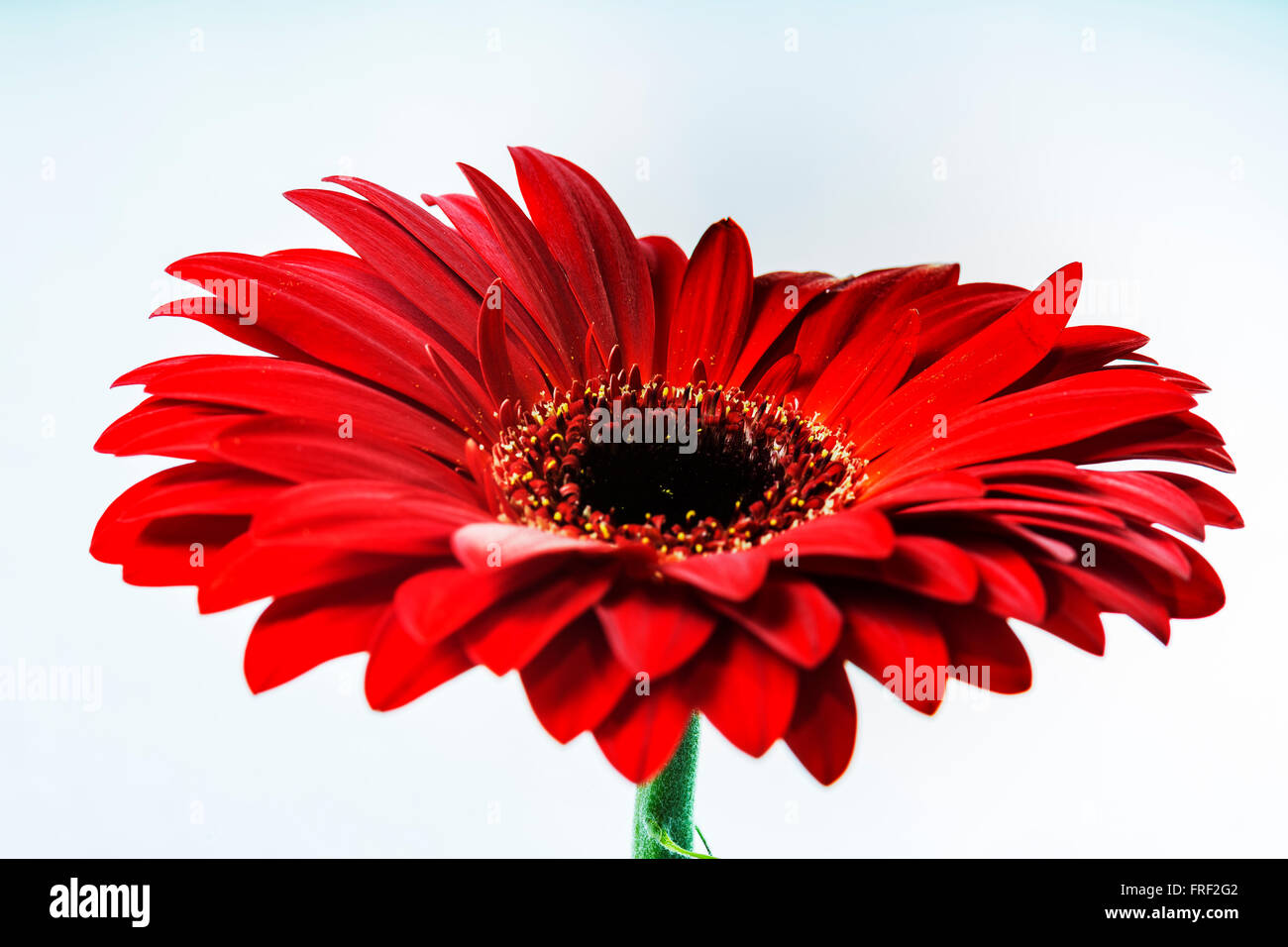 Bright Red Gerbera Stock Photo - Alamy