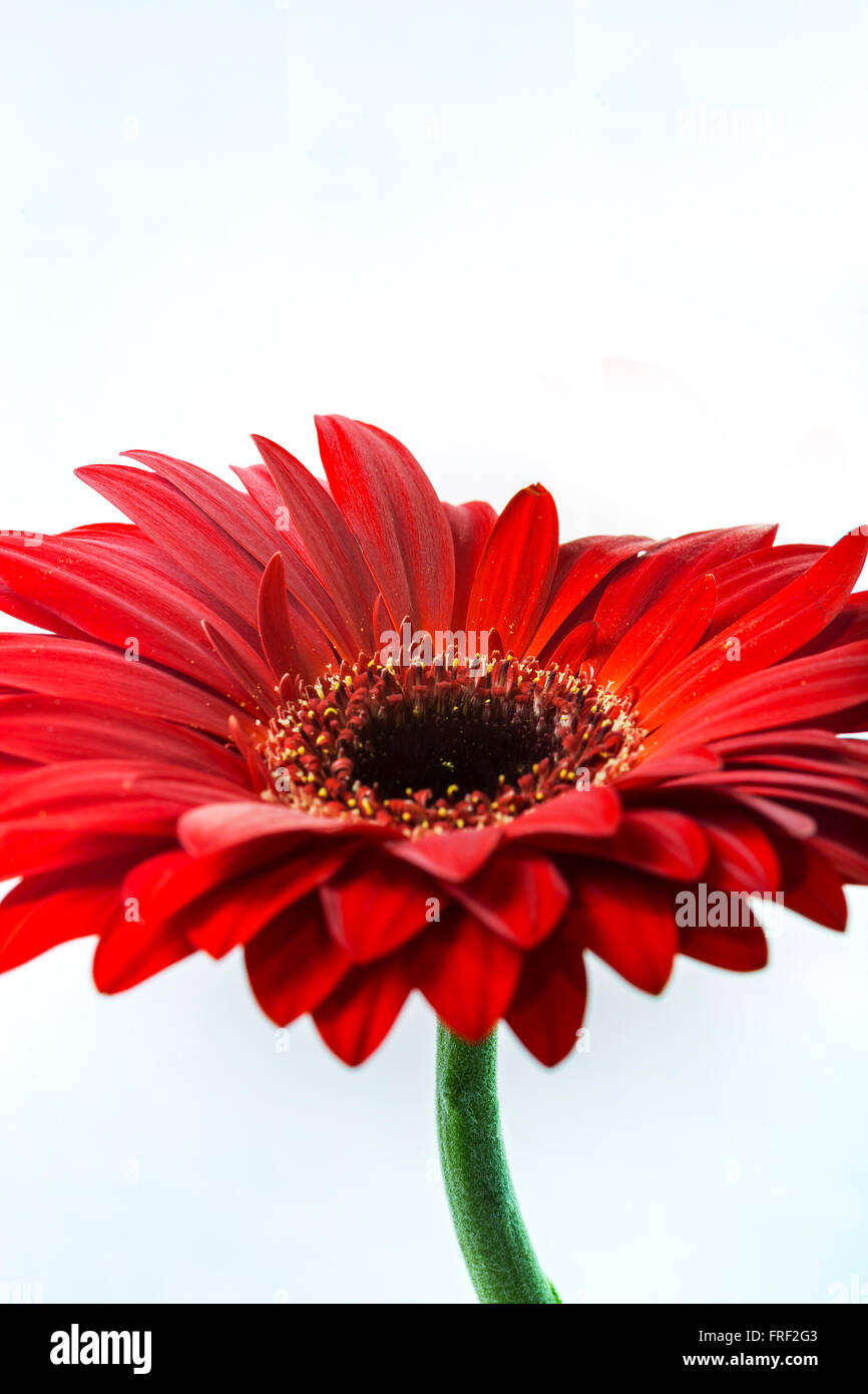 Bright Red Gerbera Stock Photo - Alamy