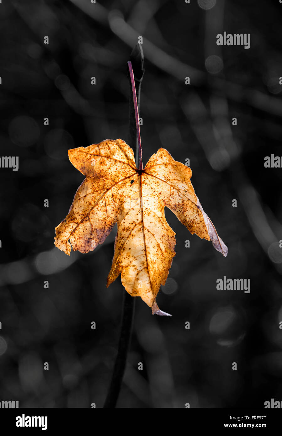 Backlit dying leaf hi-res stock photography and images - Alamy