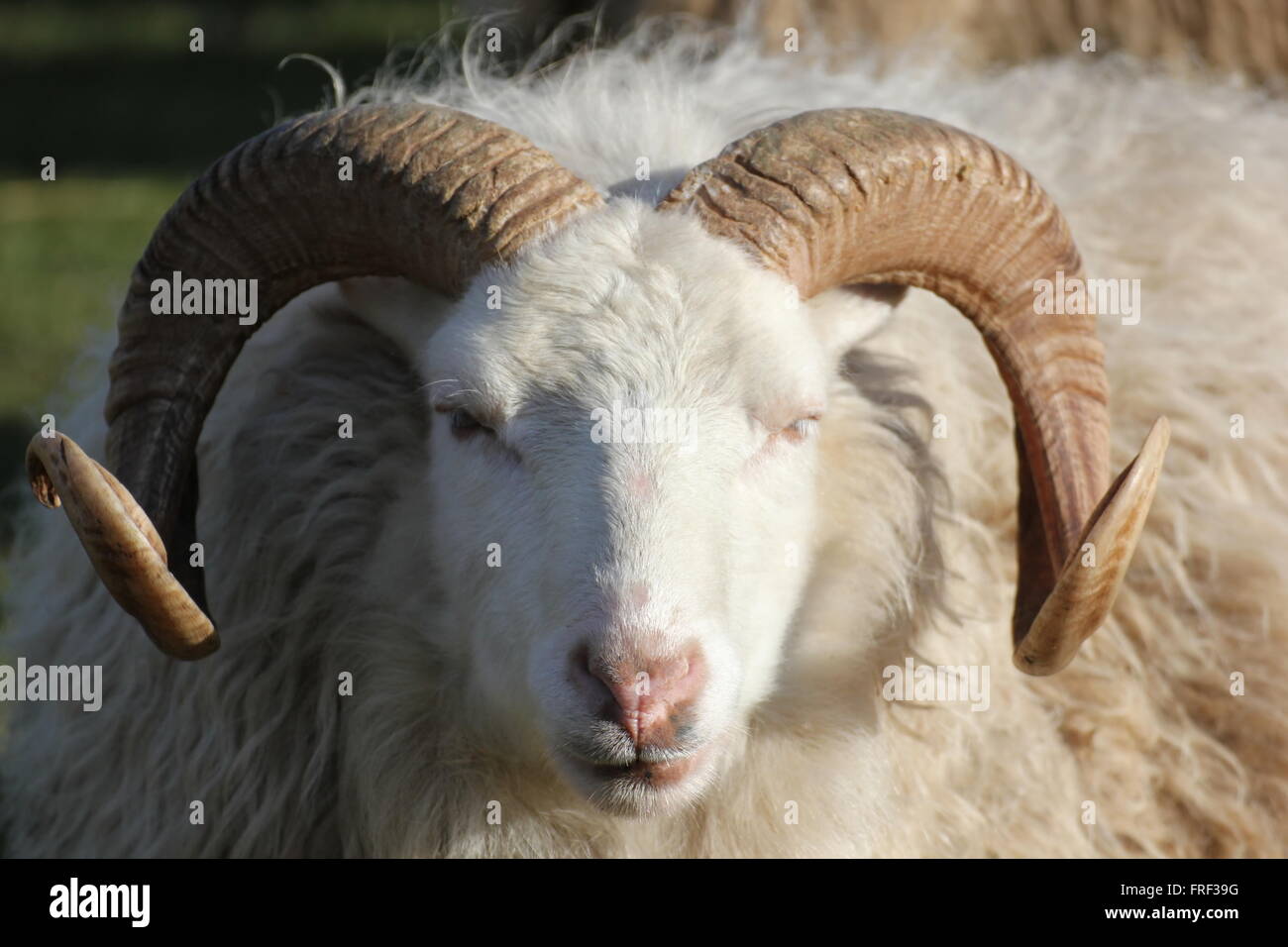 Ram front view hi-res stock photography and images - Alamy