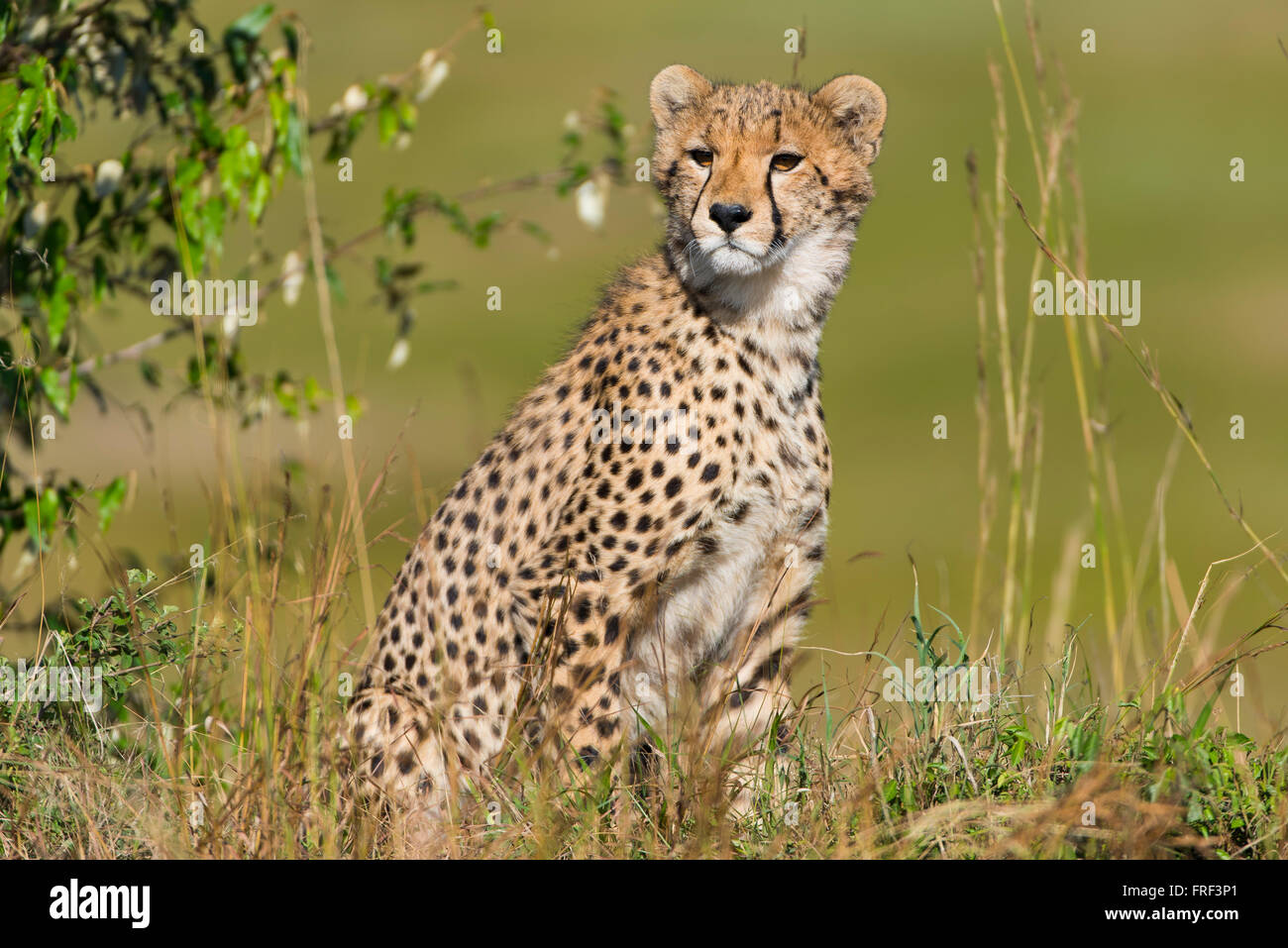 Gepard,Cheetah,Acinonyx jubatus,Jubatus Jubatus,cub Stock Photo - Alamy