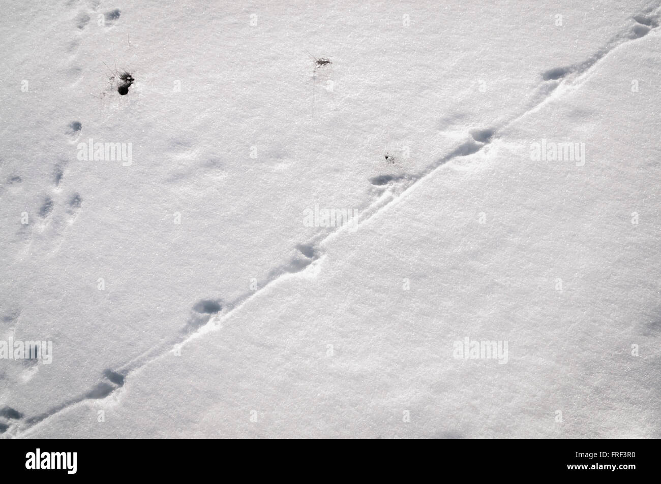 Common Pheasant, Phasianus colchicus, foot and tail trails in the snow ...