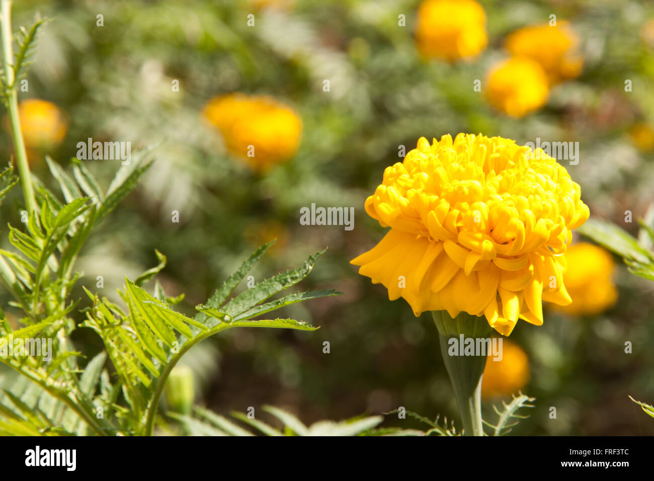 Marigold yellow color in spring time and many flowers plant Stock Photo ...