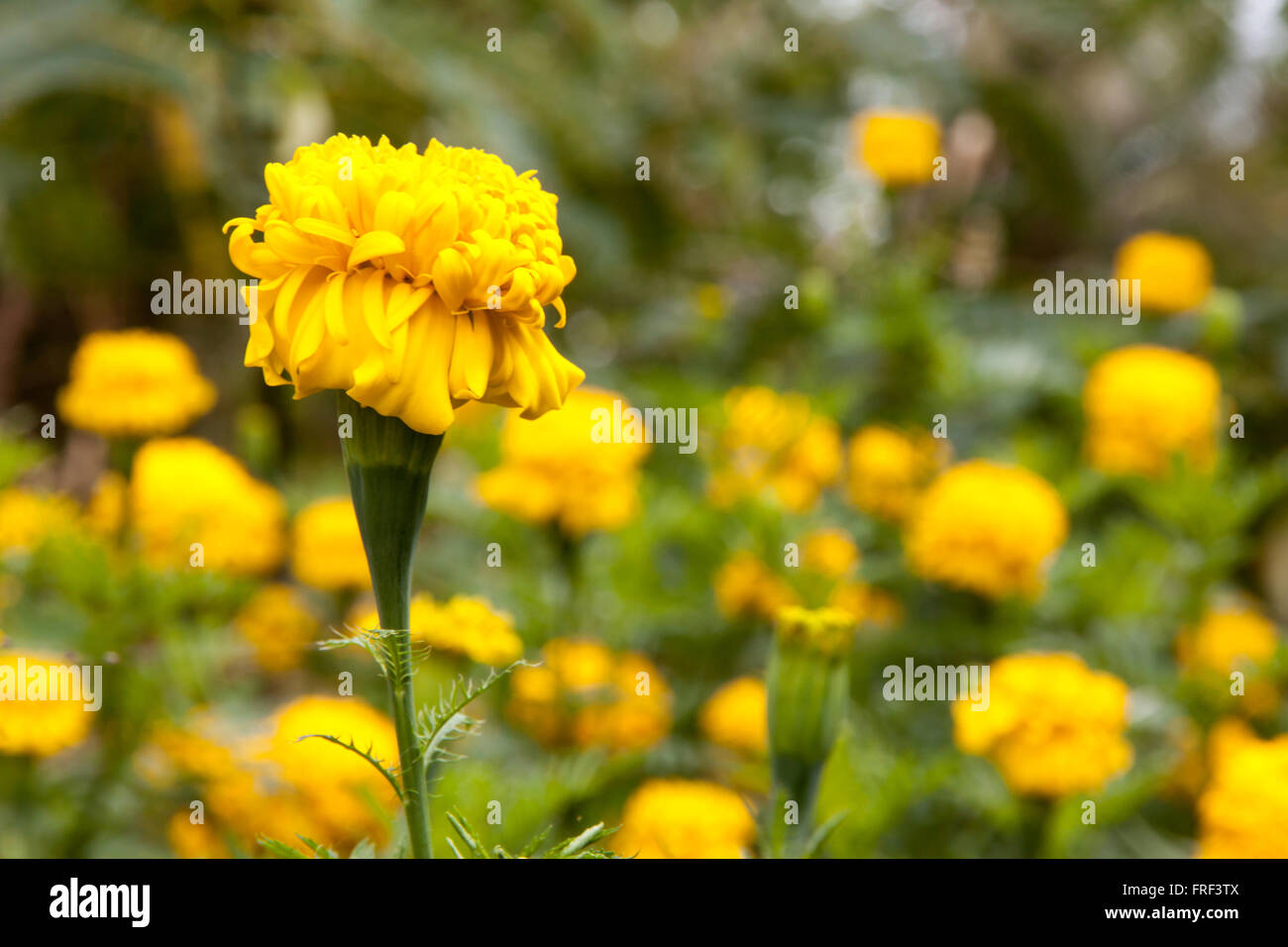 Marigold yellow color in spring time and many flowers plant Stock Photo ...