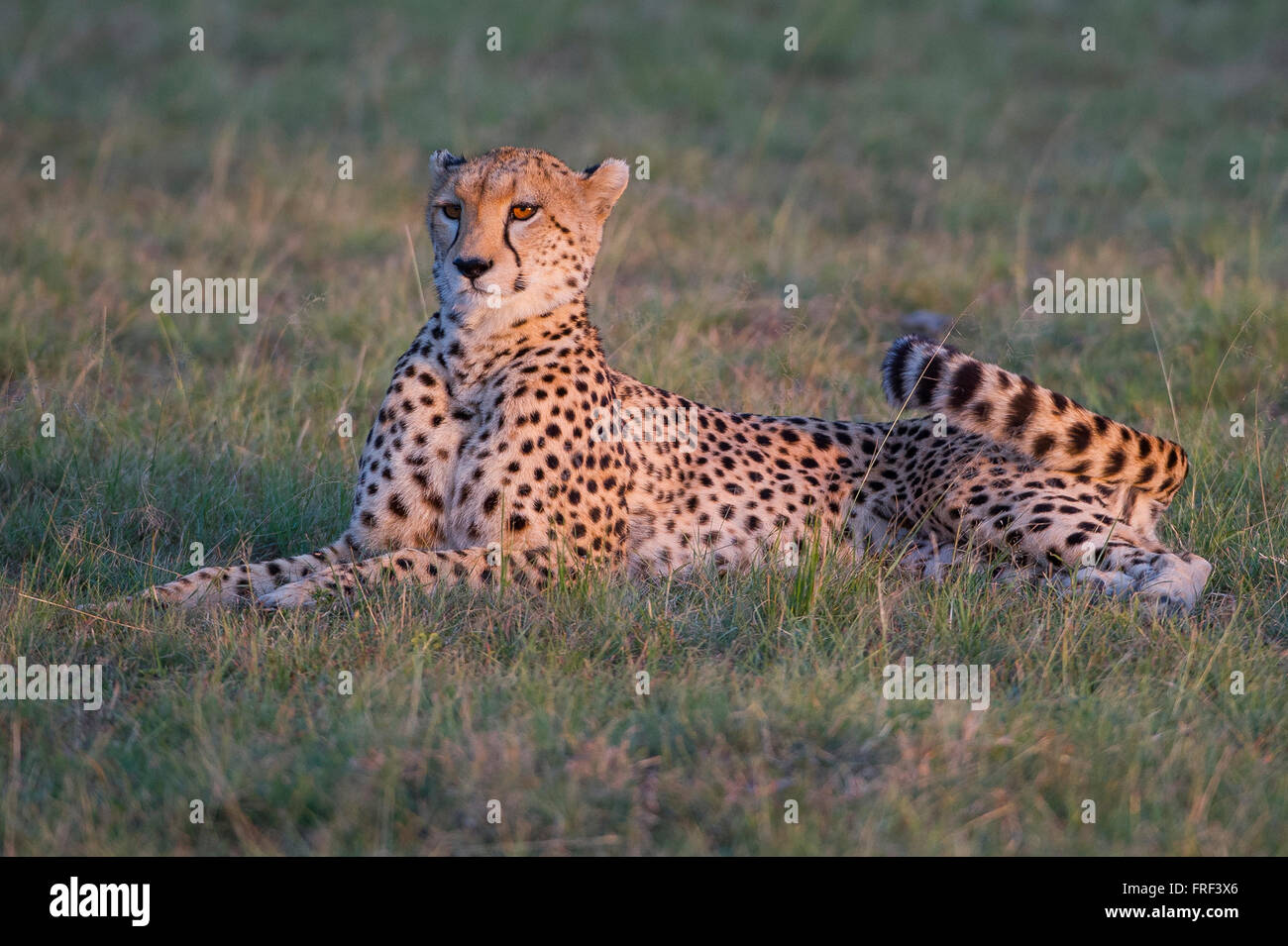 Gepard,Cheetah,Acinonyx jubatus,Jubatus Jubatus Stock Photo - Alamy