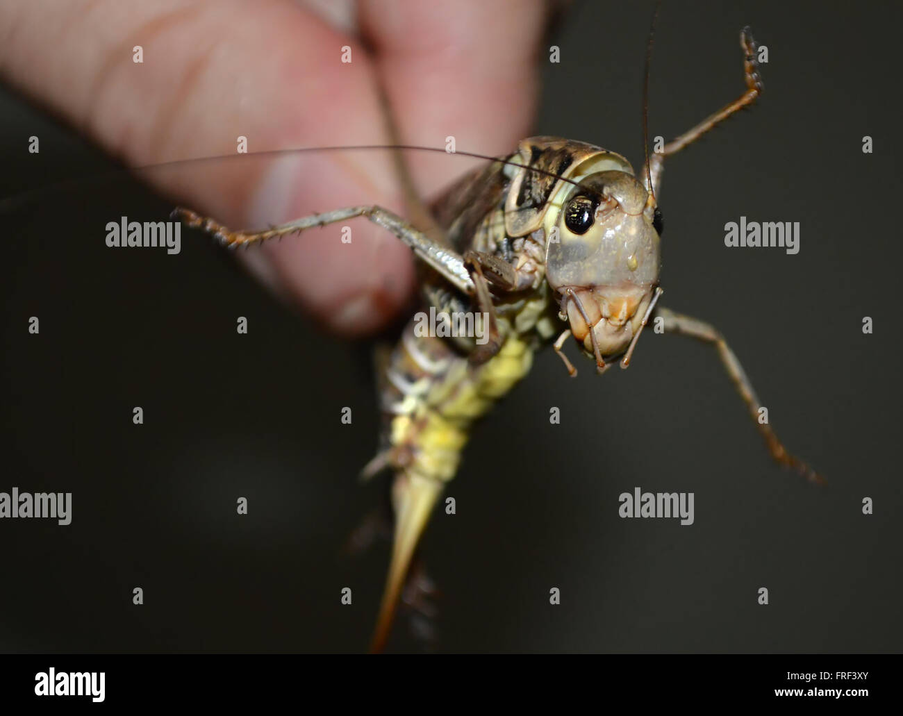 Found a insect on the garden, late summer night Stock Photo - Alamy