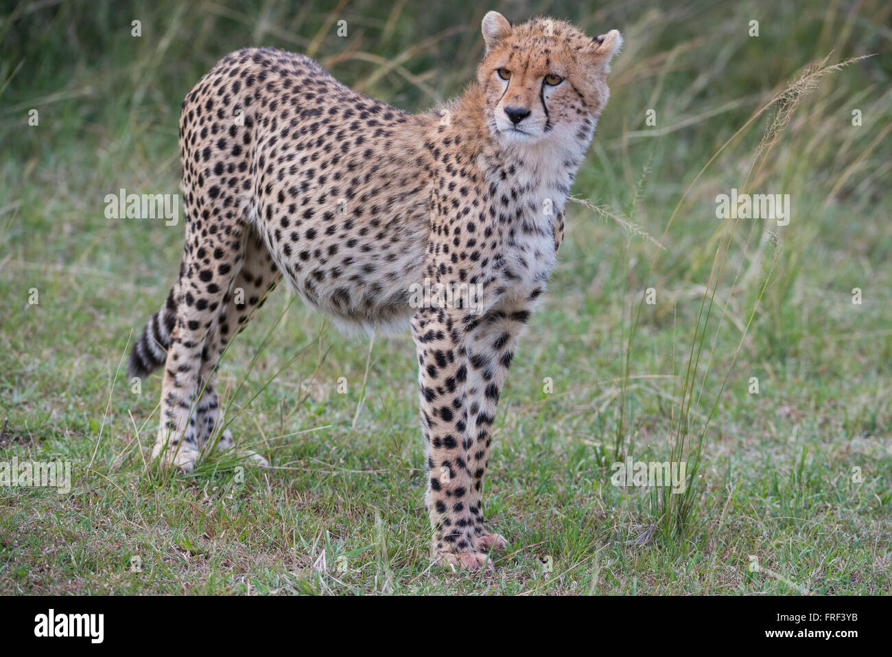 Gepard,Cheetah,Acinonyx jubatus,Jubatus Jubatus Stock Photo - Alamy