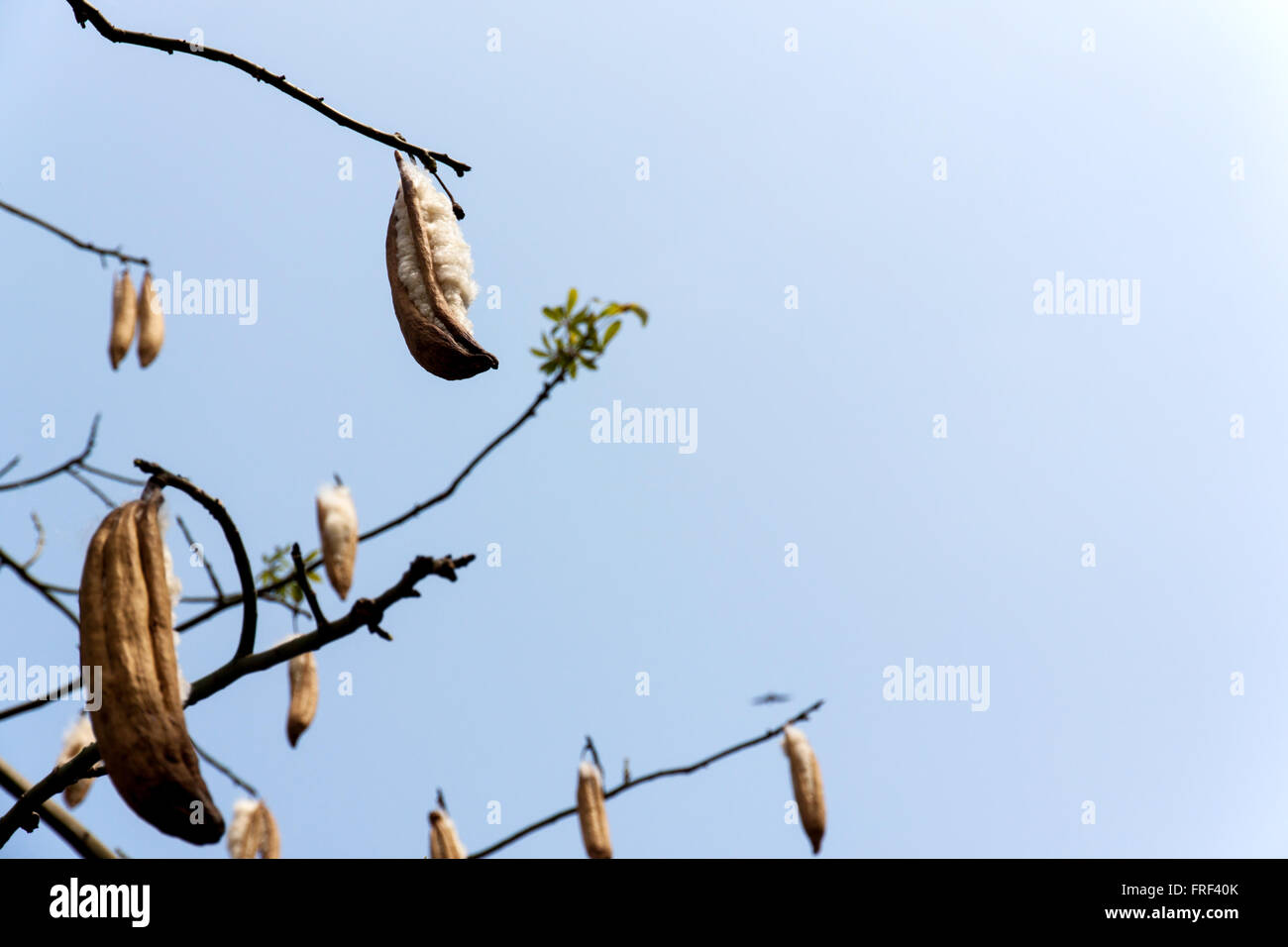 fresh ceiba pods on tree in blue sky background Stock Photo - Alamy