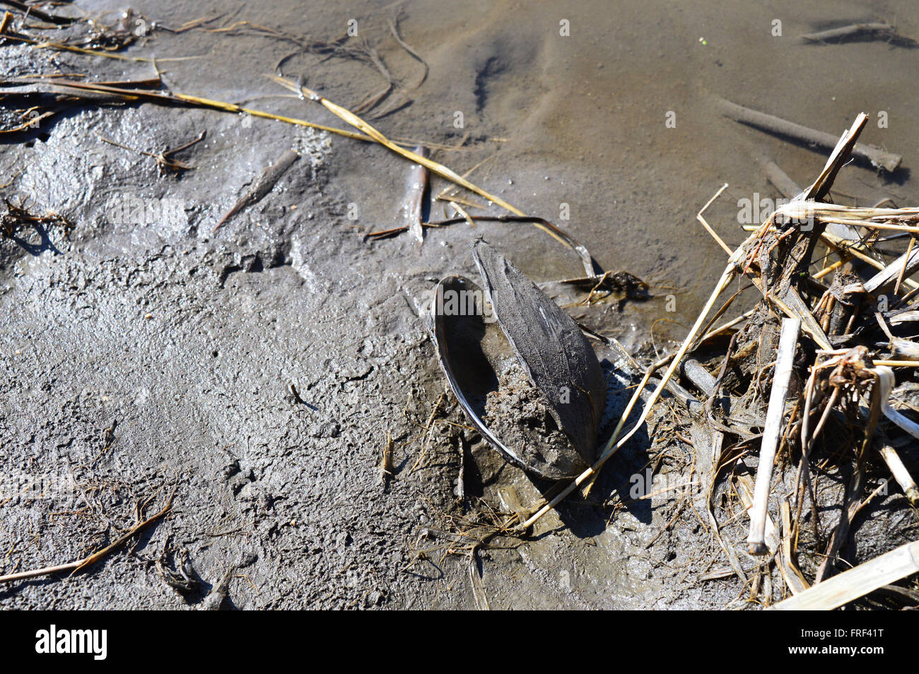 Empty clam shell hi-res stock photography and images - Alamy