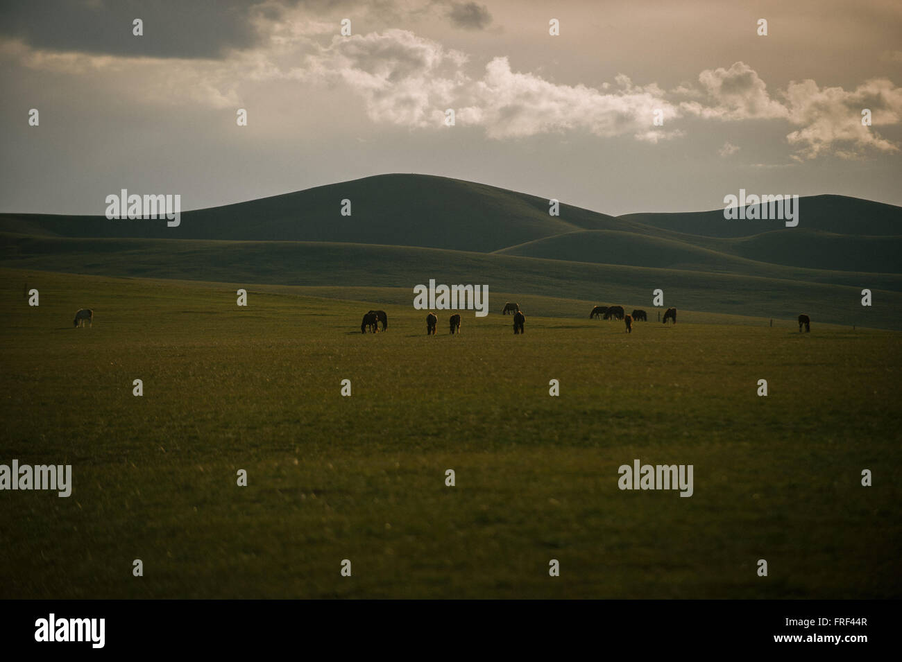A Mongolian landscape Stock Photo - Alamy