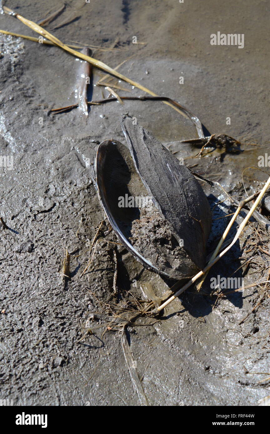 Empty clam shell hi-res stock photography and images - Alamy