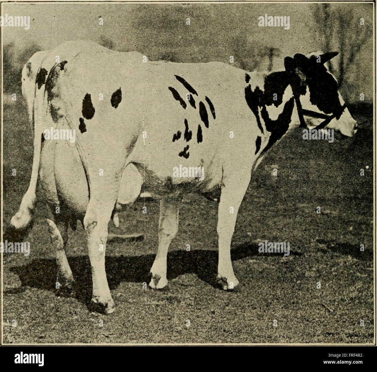 "Elements of farm practice, prepared especially for teaching elementary ...