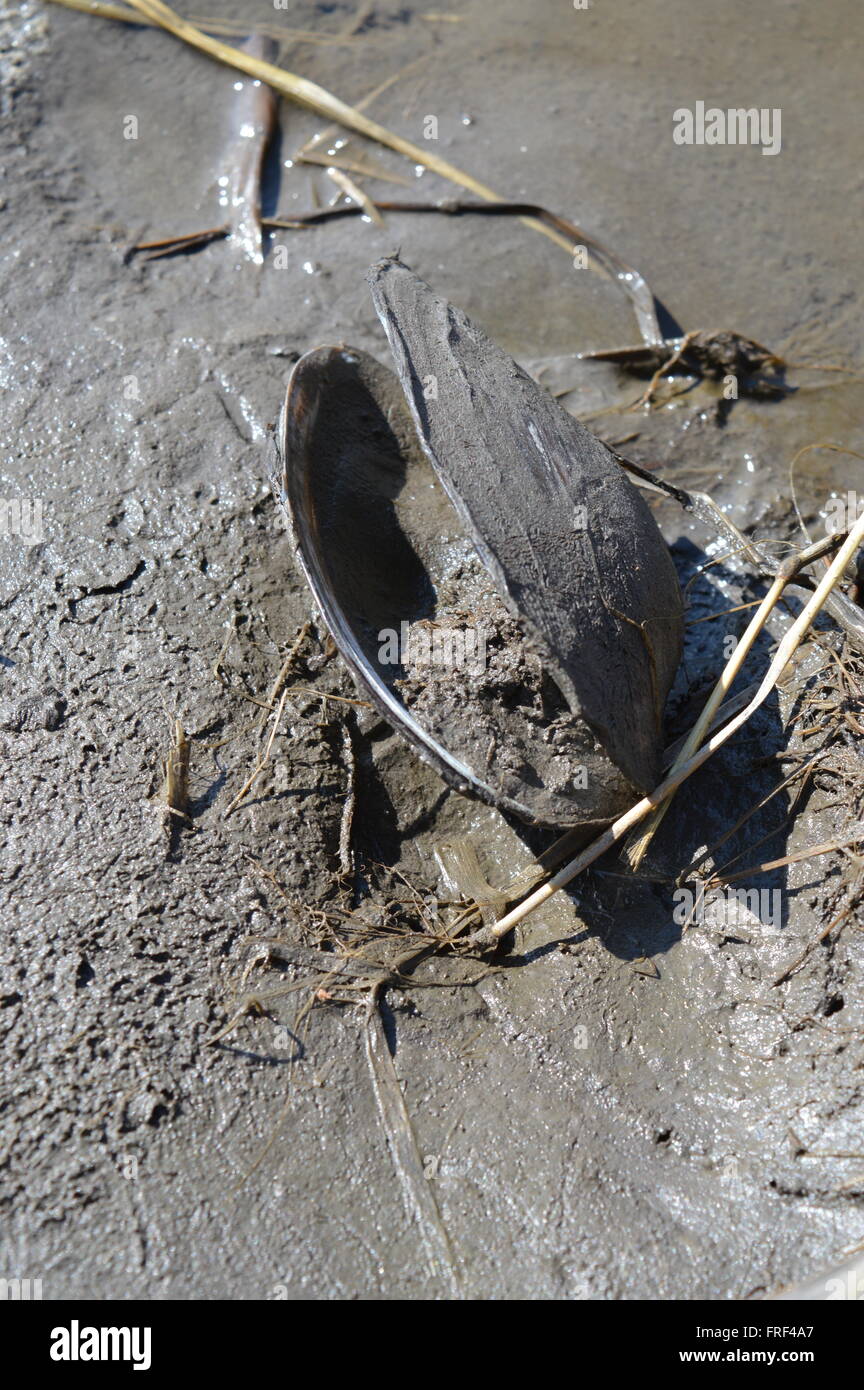 Empty clam shell hi-res stock photography and images - Alamy