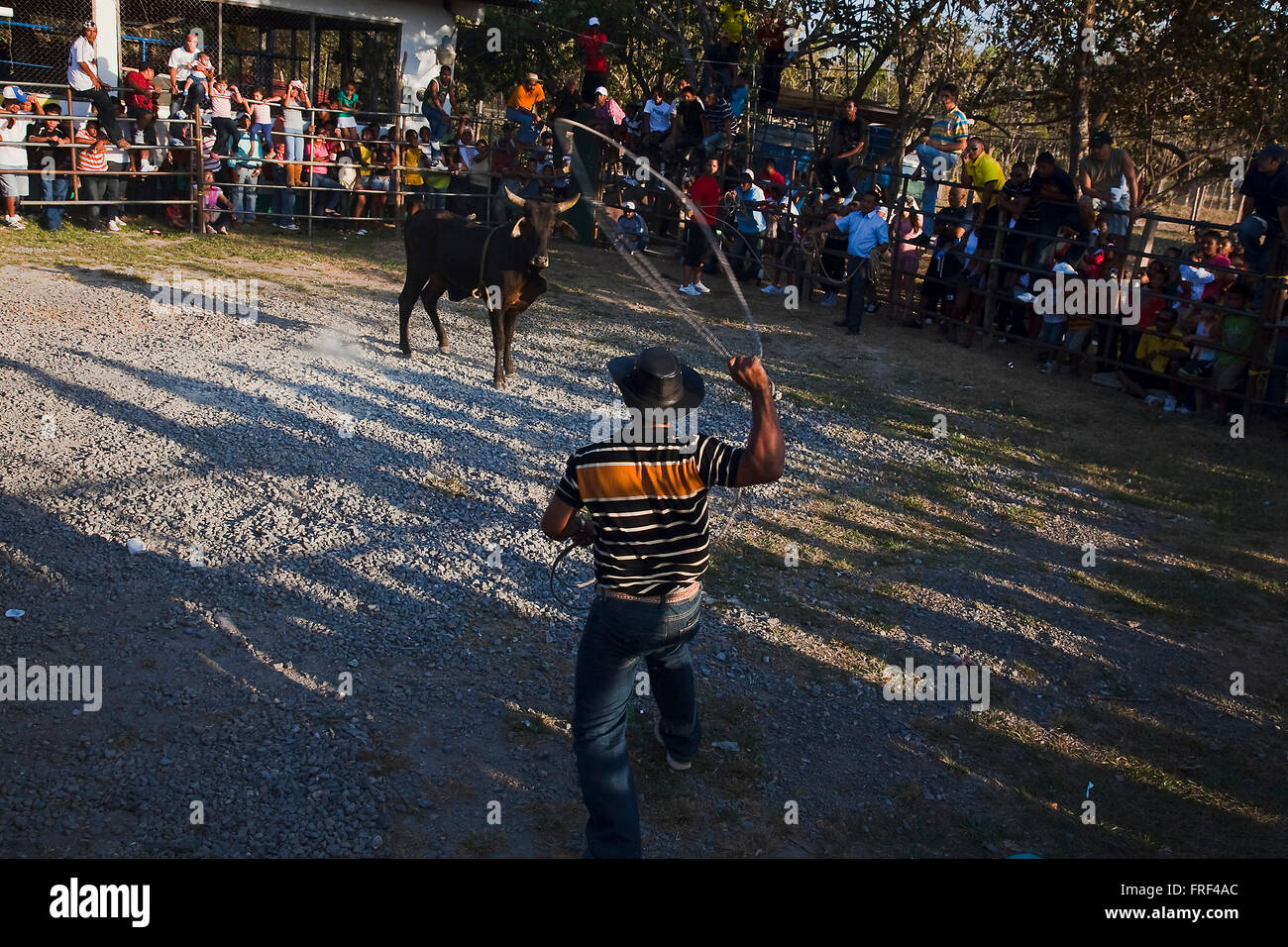 Cowboy attempts to rope a cow during the rodeo at Antón, Panamá Stock ...