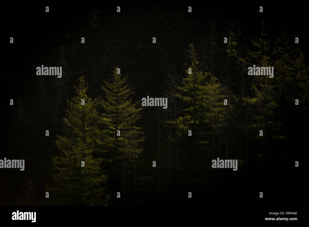 Backlit trees in Mongolia Stock Photo - Alamy