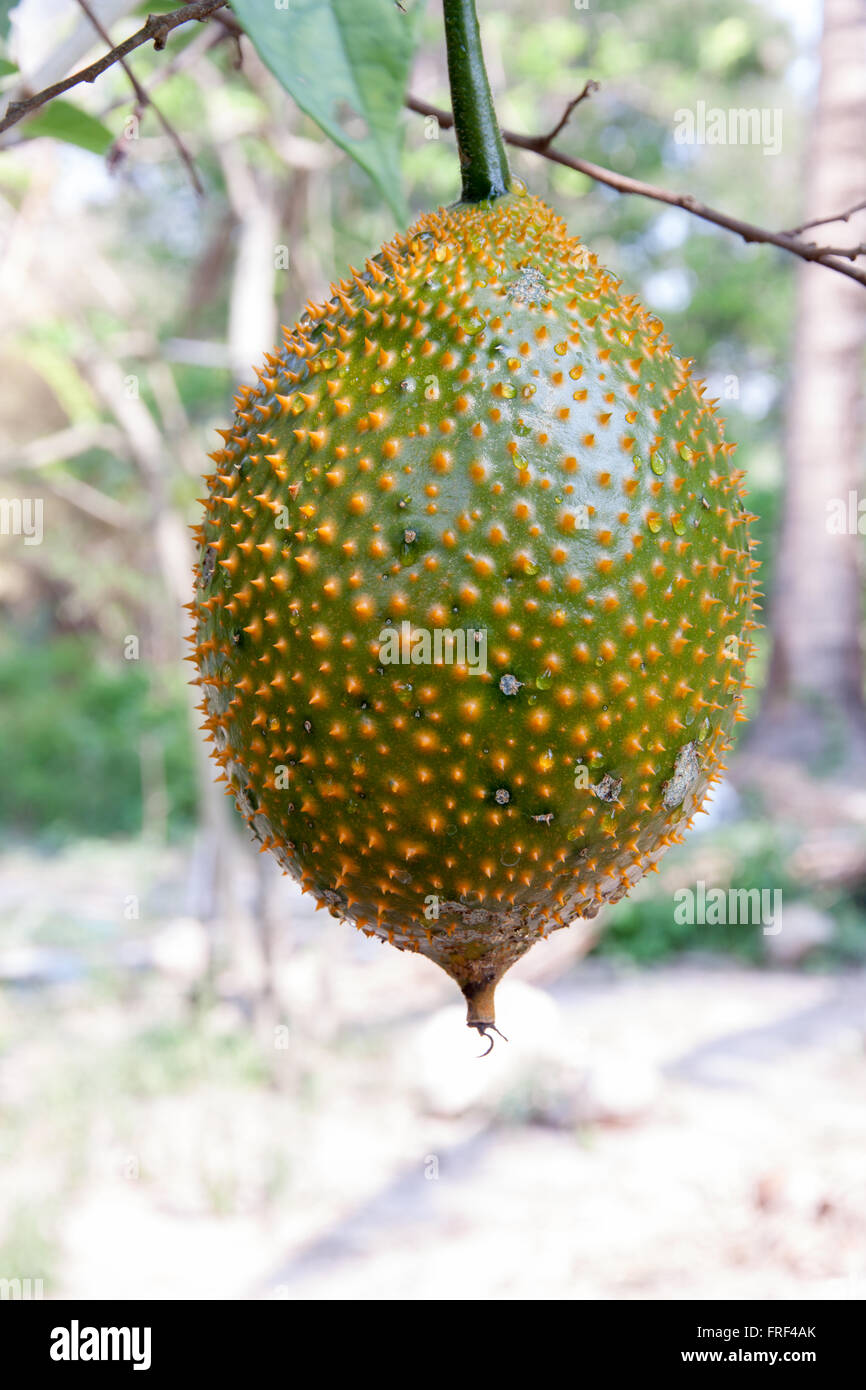 Gac fruit (Momordica cochinchinensis) is cultivated throughout ...