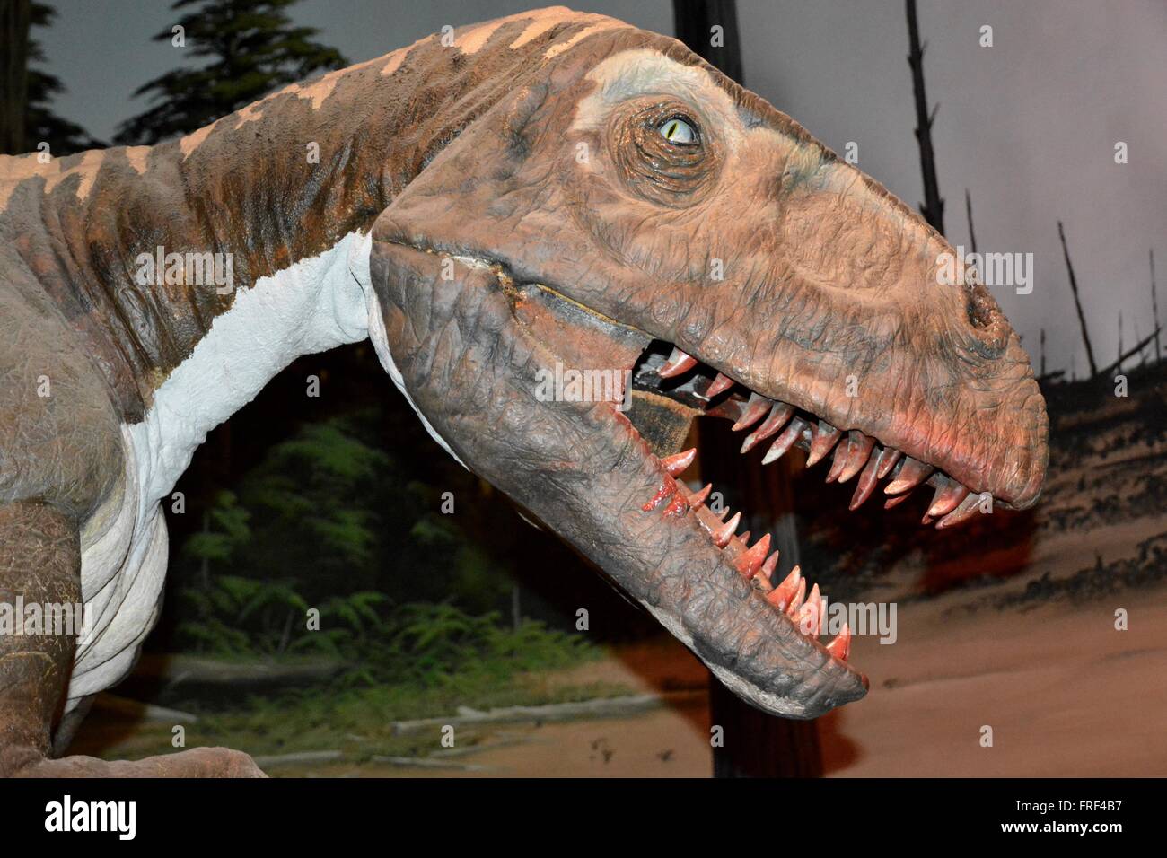 Neovenator Skull