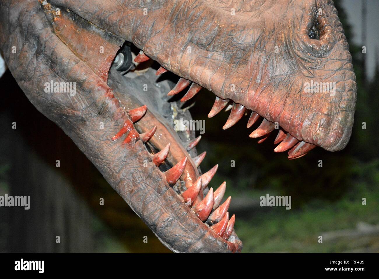 Wight Head High Resolution Stock Photography and Images - Alamy