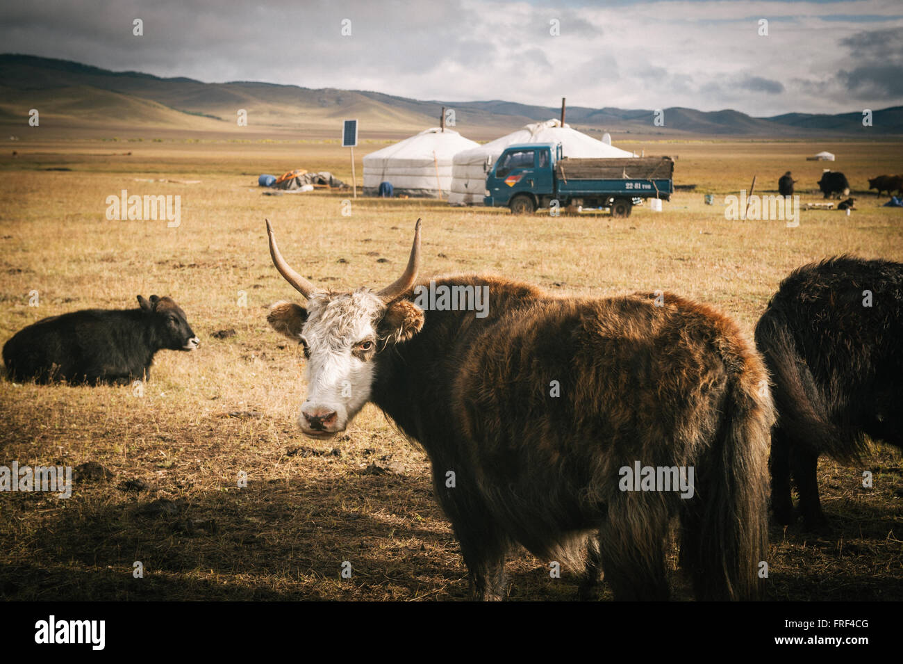 A traditional home (ger or yurt) and farm on the Mongolian steppe Stock ...