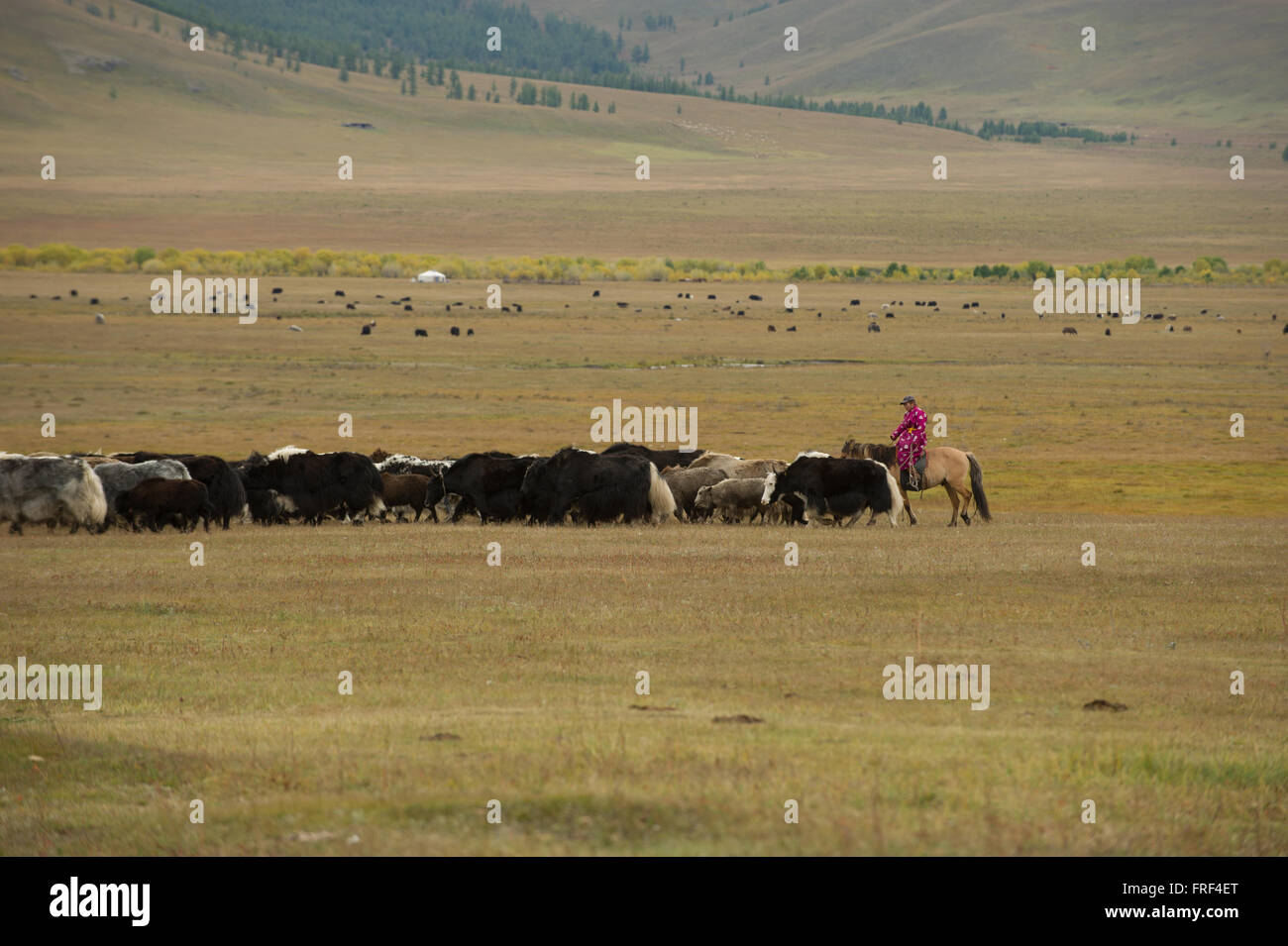 A traditional home (ger or yurt) and farm on the Mongolian steppe Stock ...