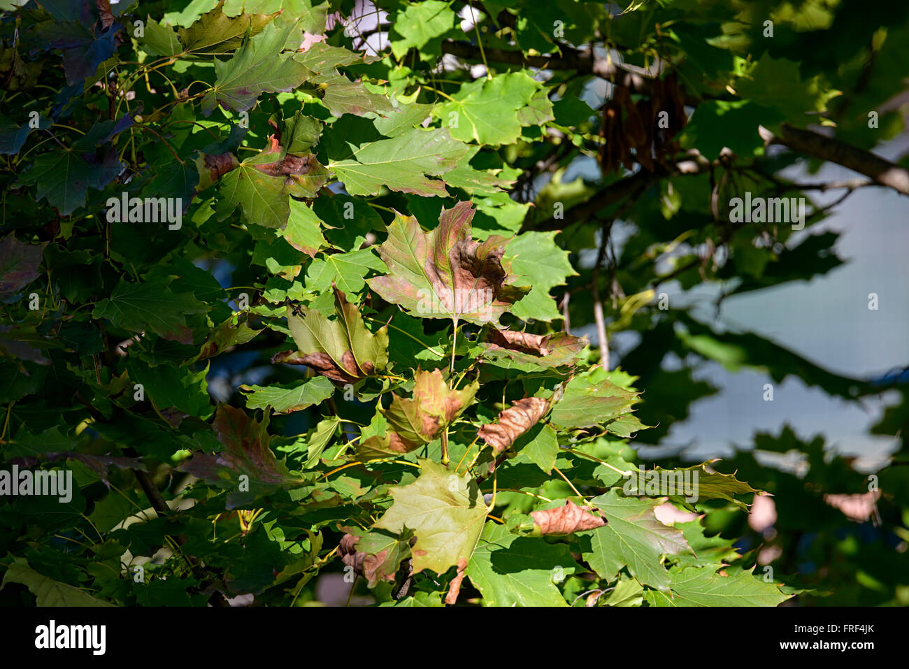 Crown of a tree hi-res stock photography and images - Alamy