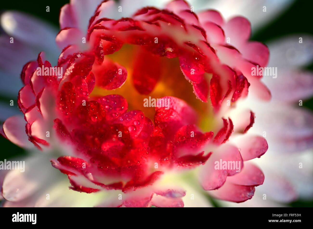 closeup of a beautiful red daisy on a meadow Stock Photo - Alamy