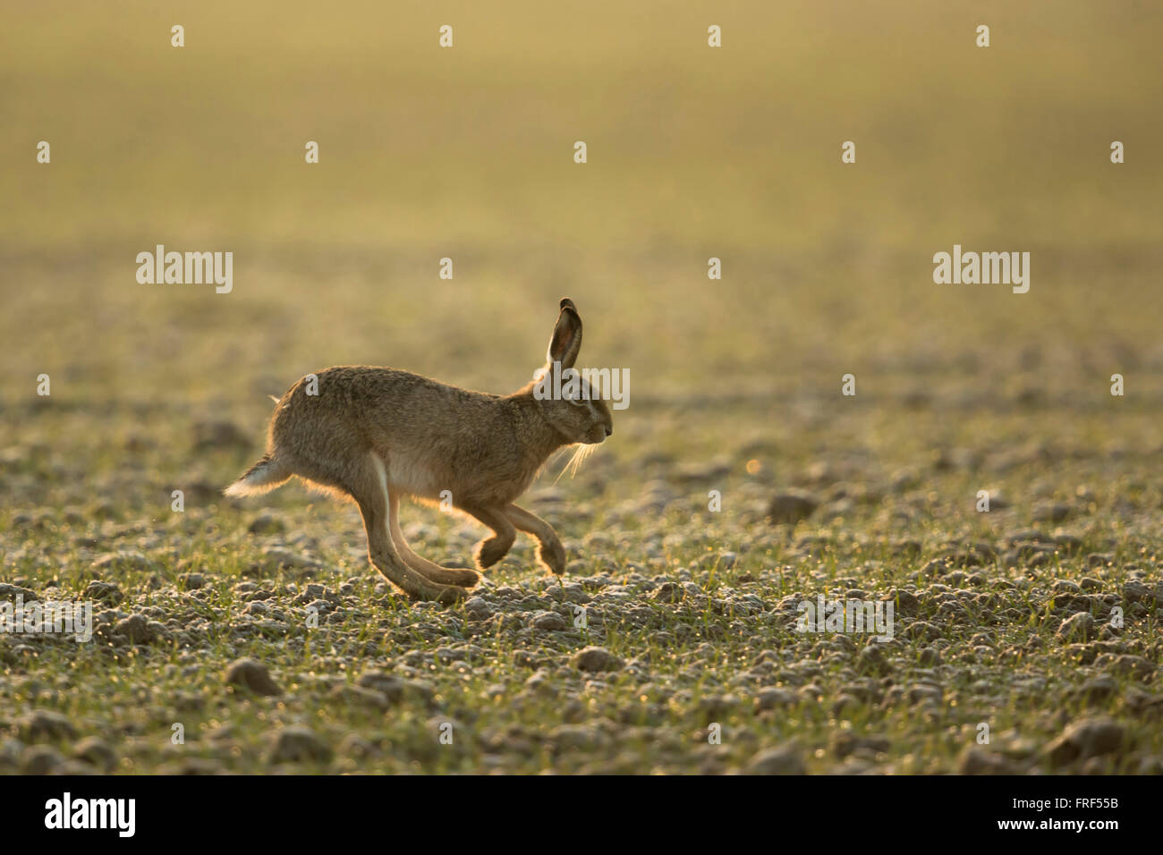 Side view portrait brown hare hi-res stock photography and images - Alamy