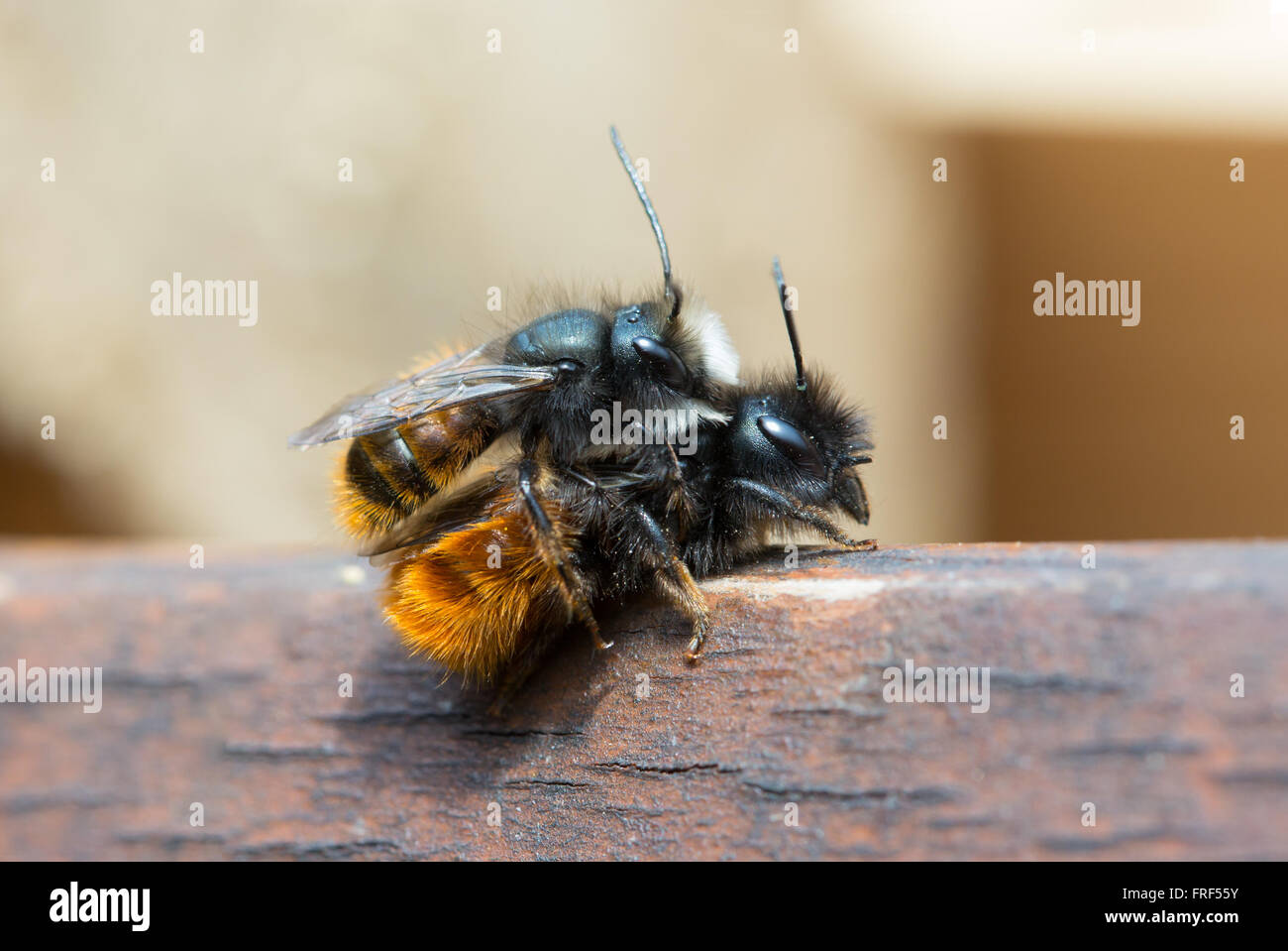 Mating bees hi-res stock photography and images - Alamy