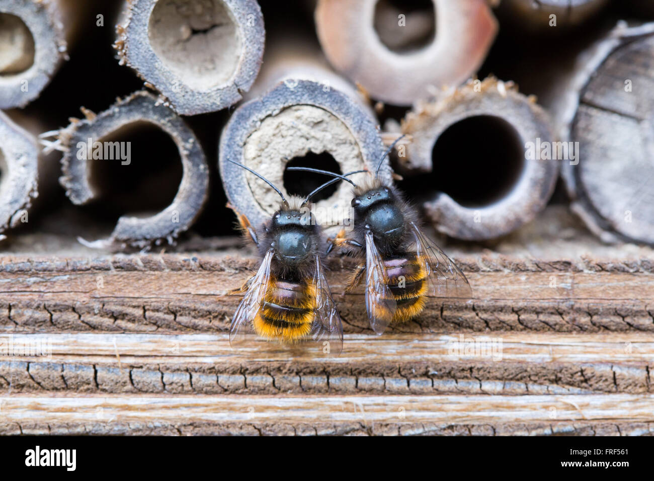 Insect nest hi-res stock photography and images - Alamy