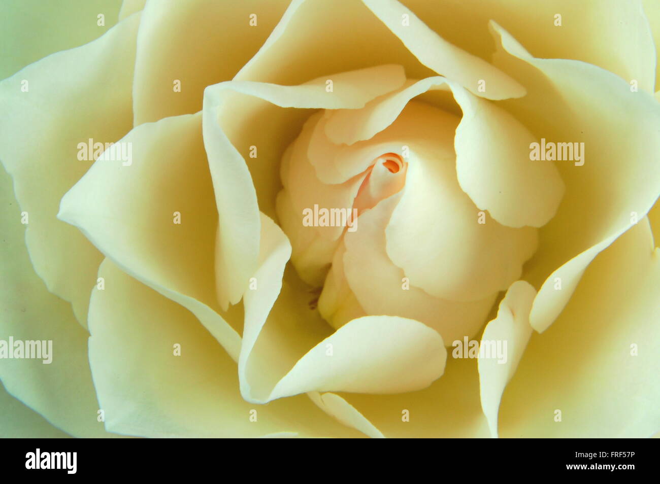 Closeup of delicate magnificent rose Stock Photo - Alamy