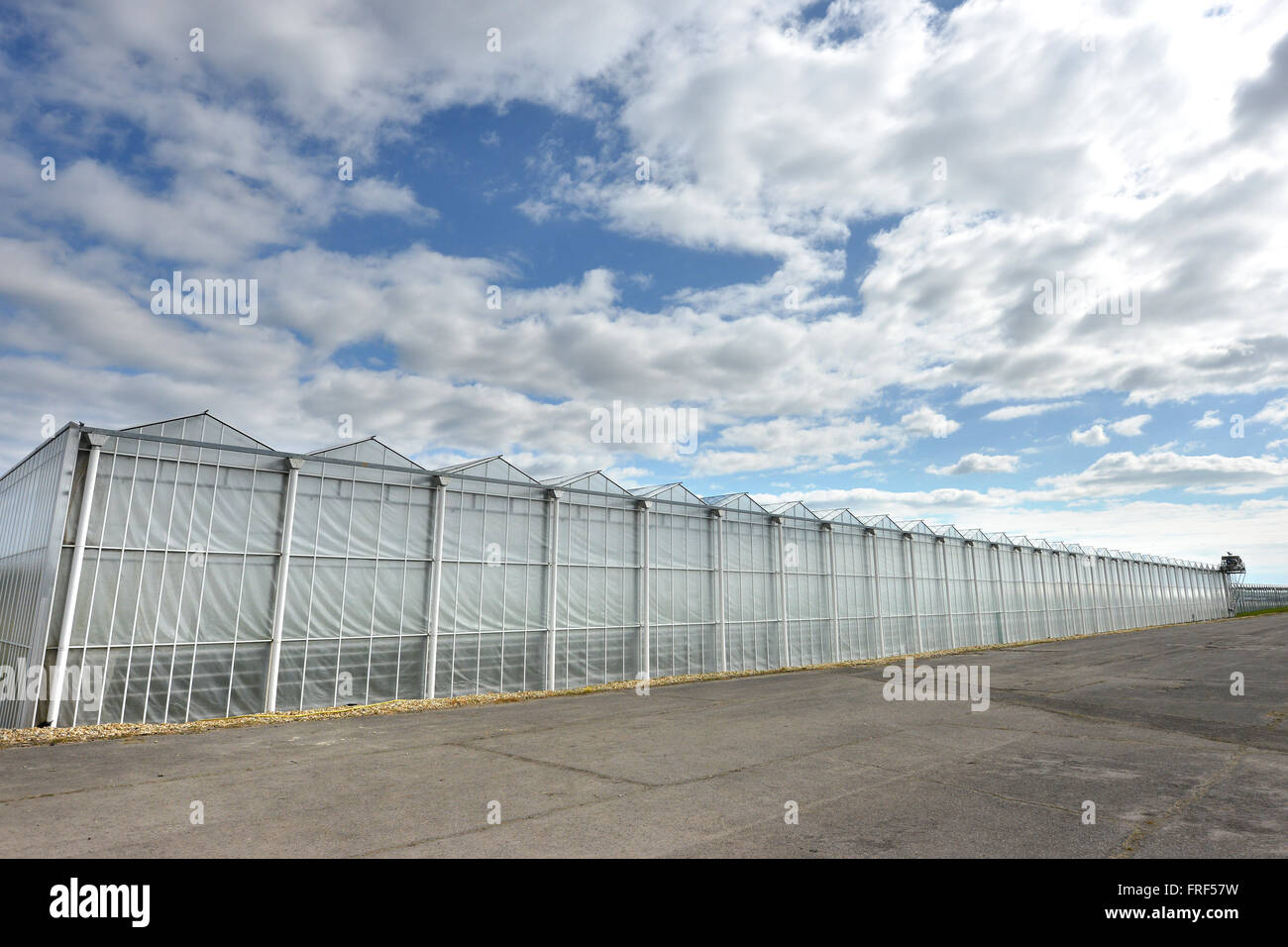 Tangmere Airfield nursery, One of Europe's largest pepper growing ...