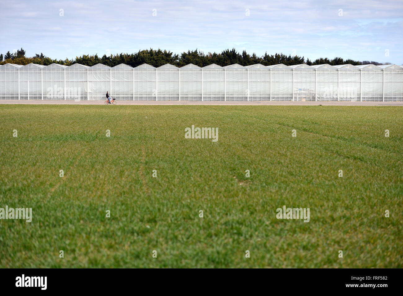 Tangmere Airfield nursery, One of Europe's largest pepper growing ...